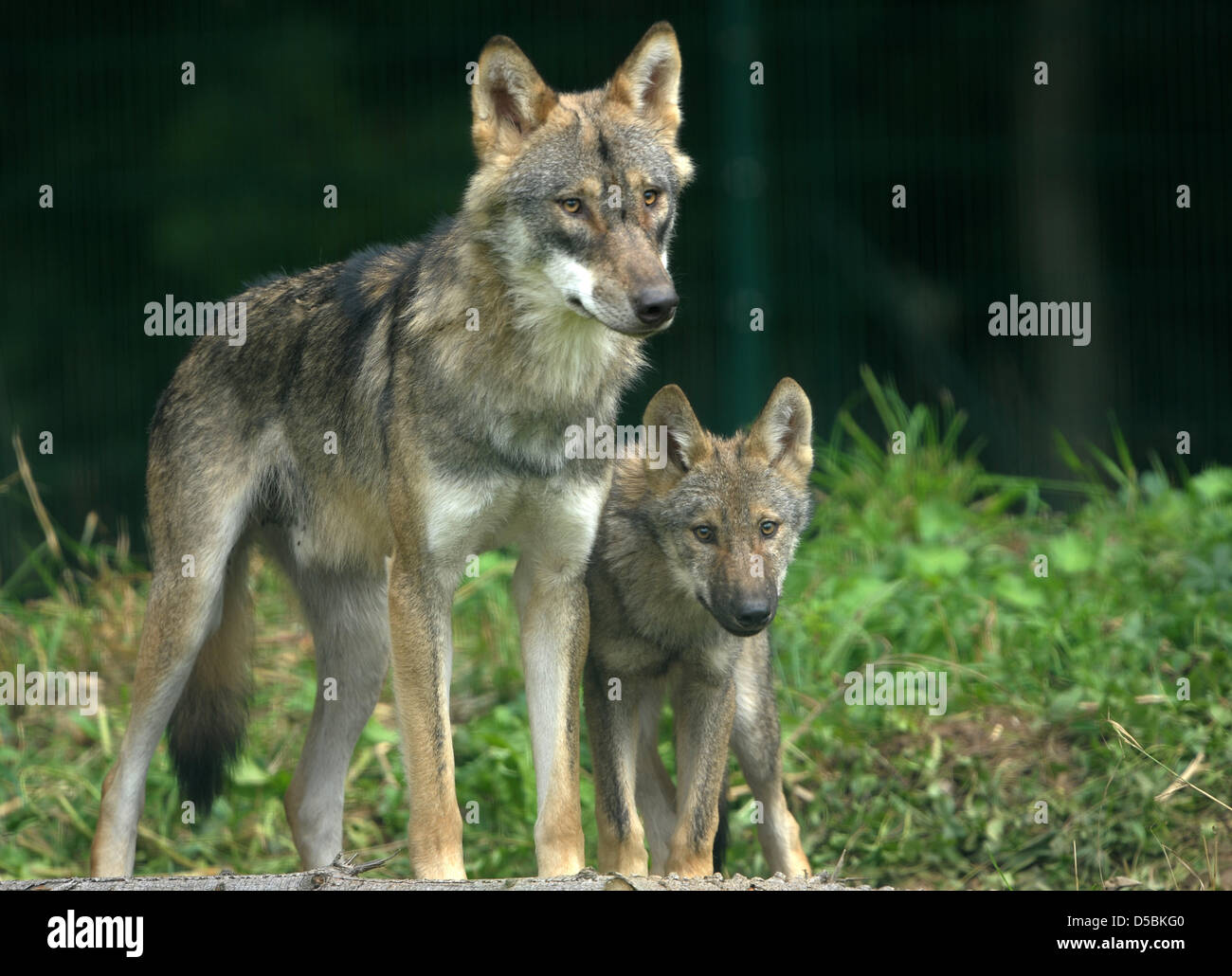 Wolves explore their new enclosure at the Zoo in Gotha, Germany, 3 ...