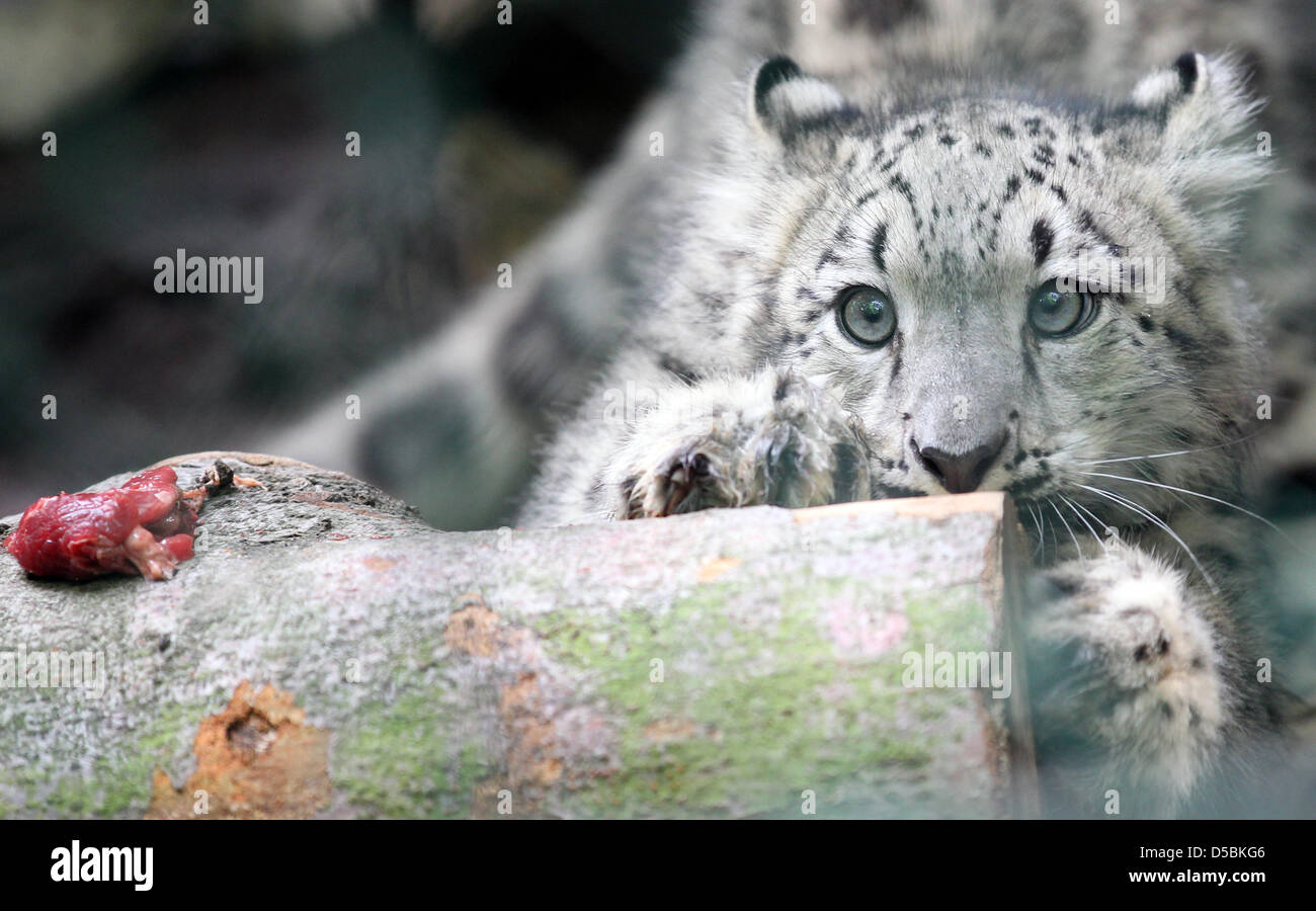 A young snow leopard cub stares at a piece of meat at the Zoo in ...