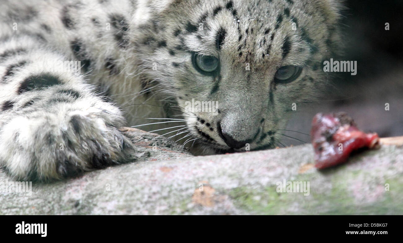 Actual snow hi-res stock photography and images - Alamy