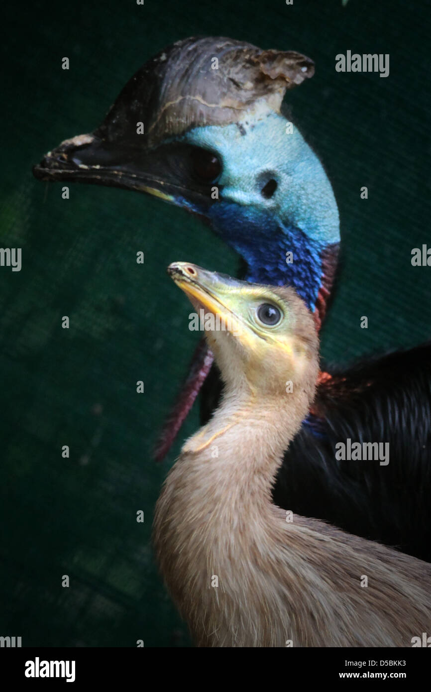 A male Southern Cassowary and a chick walk through their enclosure at ...