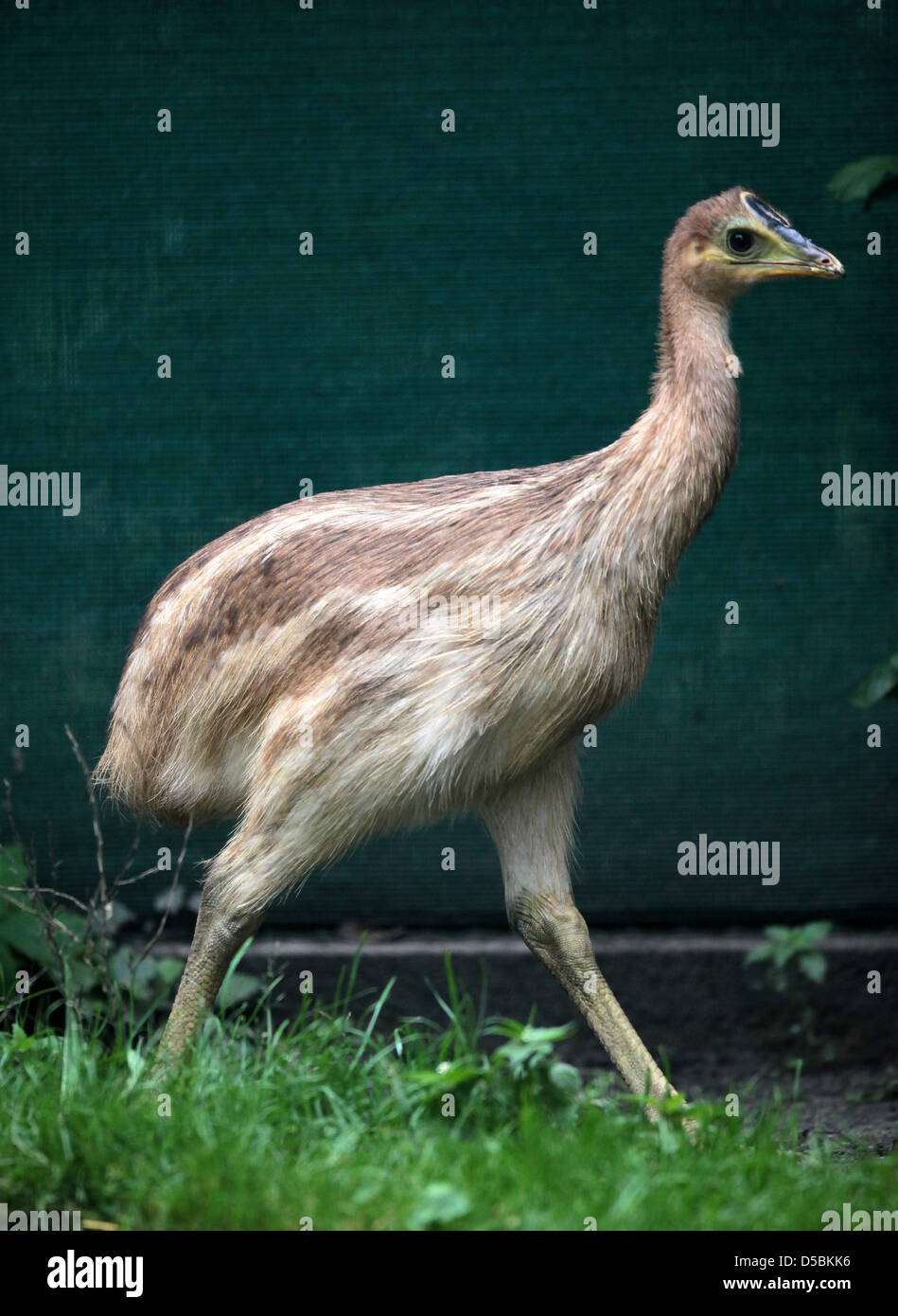 A Southern Cassowary chick walks through the enclosure at the Zoo in ...