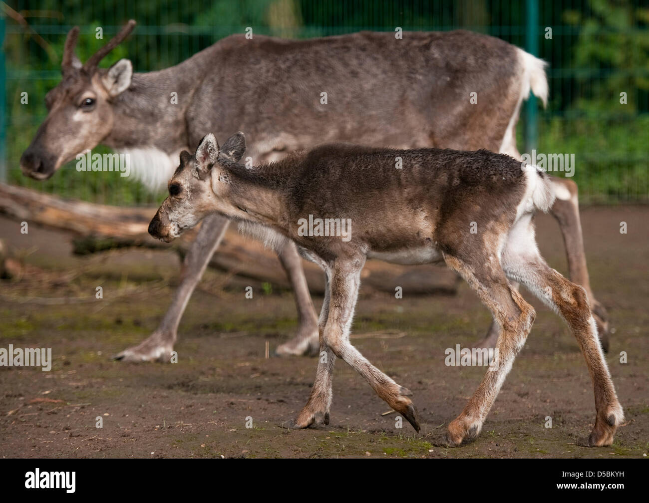 Three months old reindeer calf Lumi (Finnish for snow) explores his ...