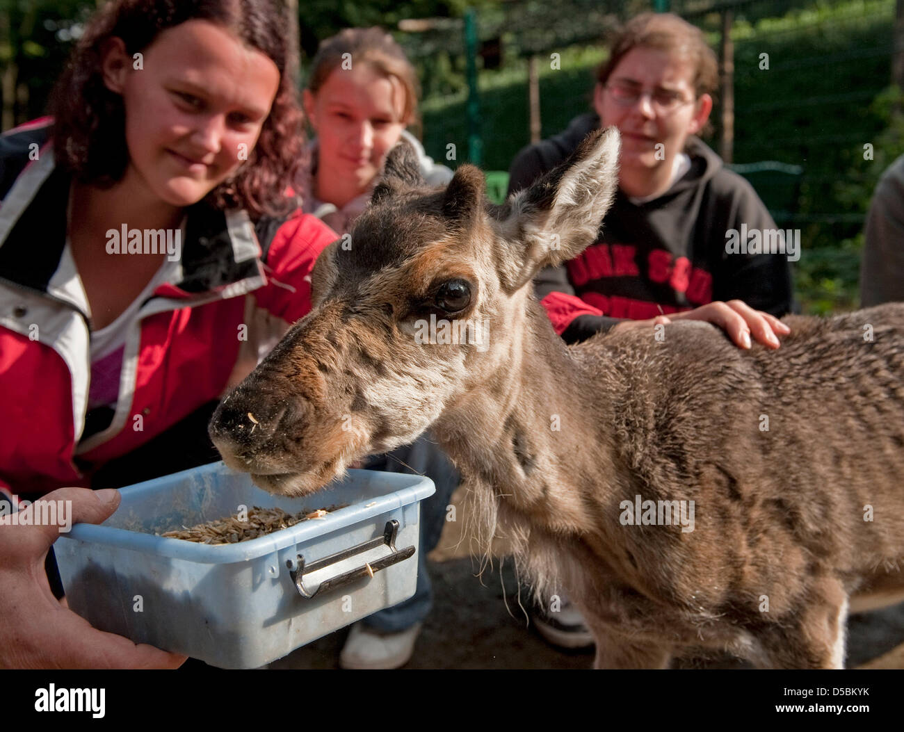 Zoo staff pet a reindeer calf in Halle, Germany, 09 September 2010. The ...