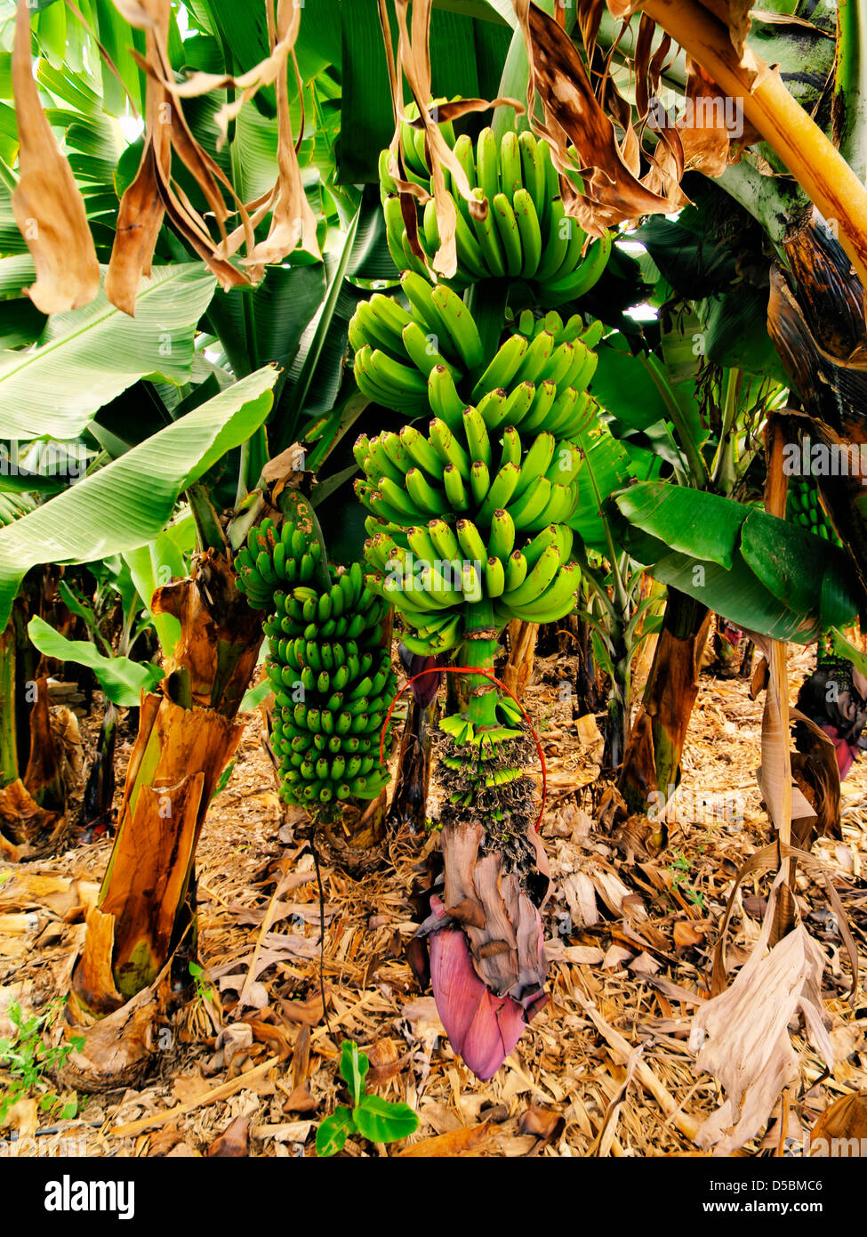 Platano tree hi-res stock photography and images - Alamy