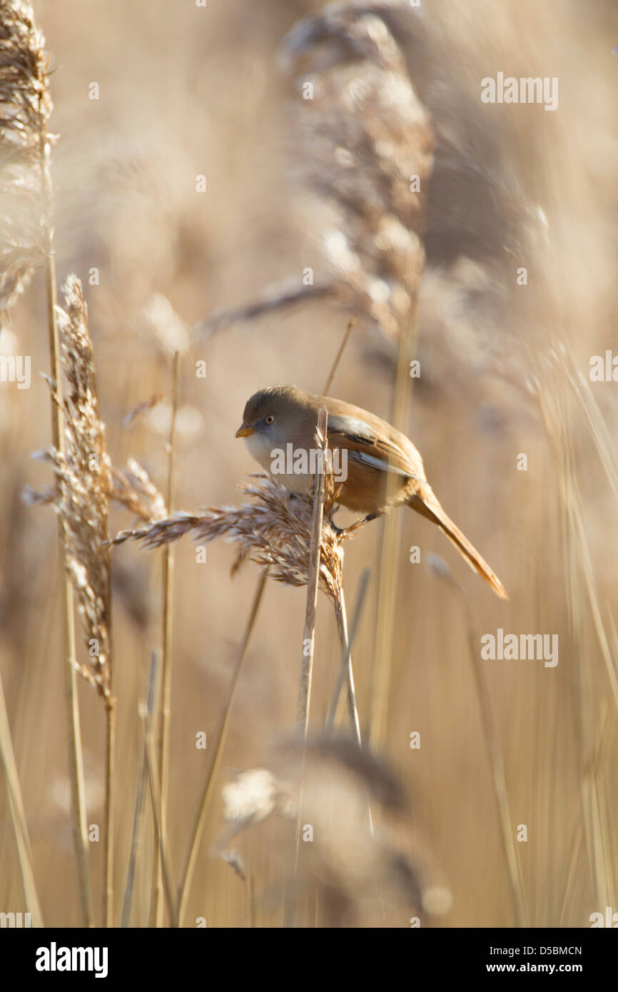 Panurus biarmicus. Female Bearded tit (or Reedling) perched on a reed ...