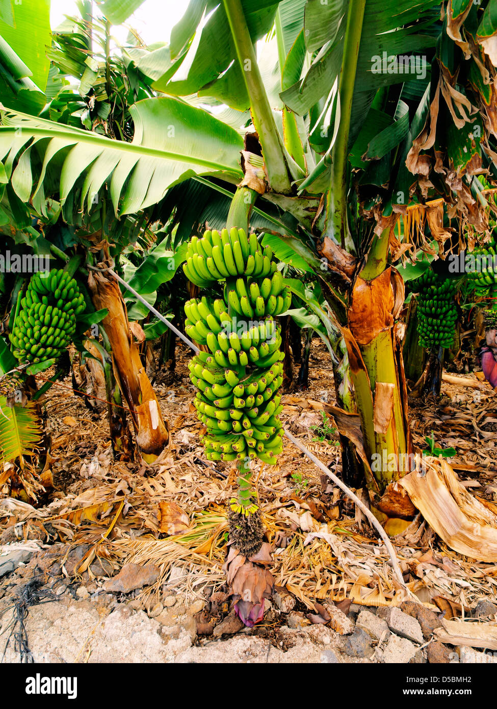 Spanish colonial garden fruit hi-res stock photography and images - Alamy