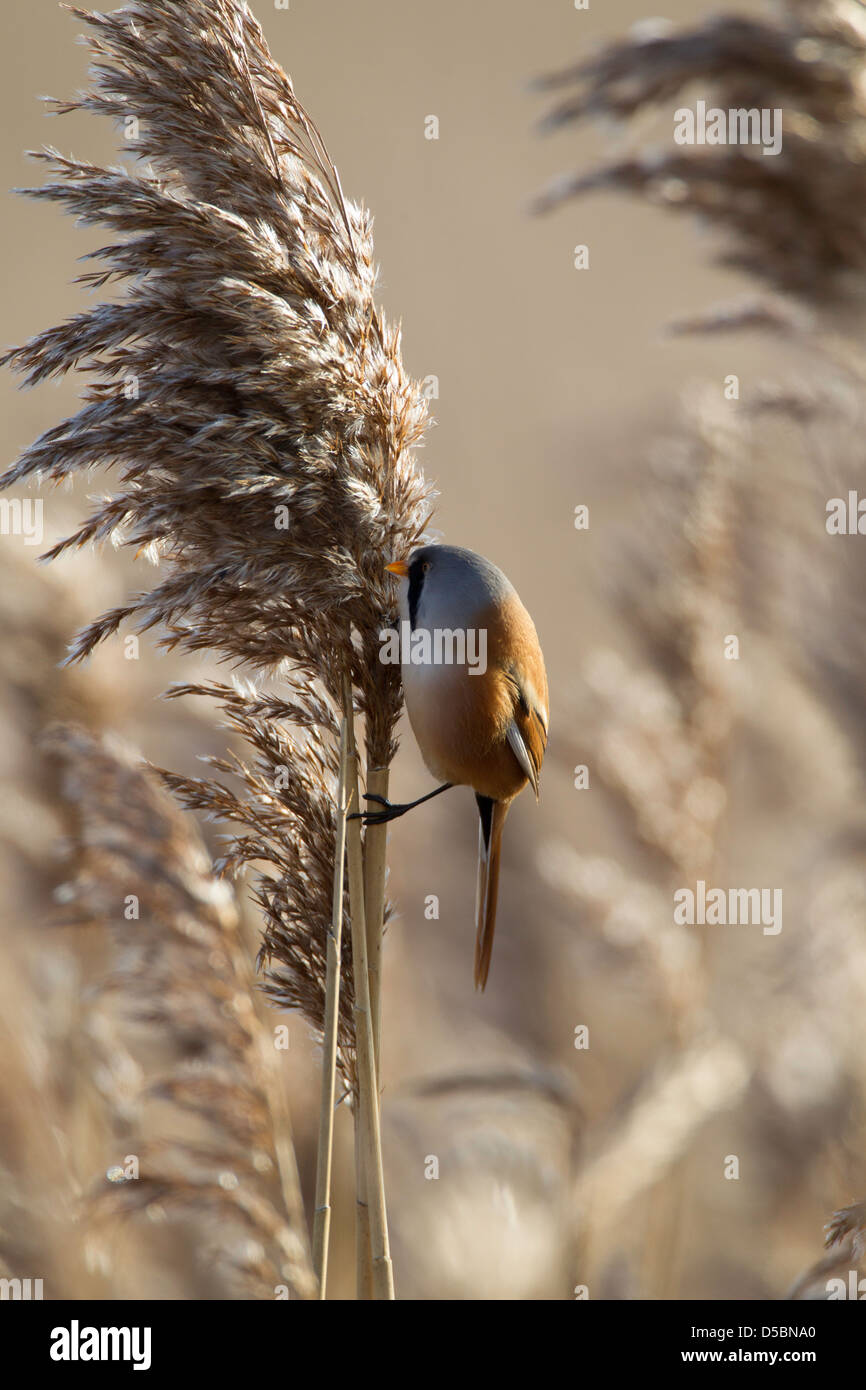 Panurus biarmicus. Male Bearded tit (or Reedling) perched on a reed in ...