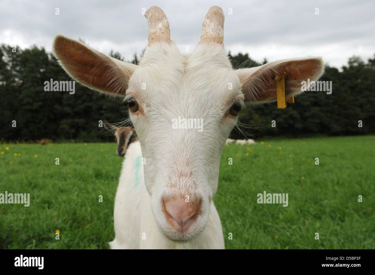 German improved white goat hi-res stock photography and images - Alamy