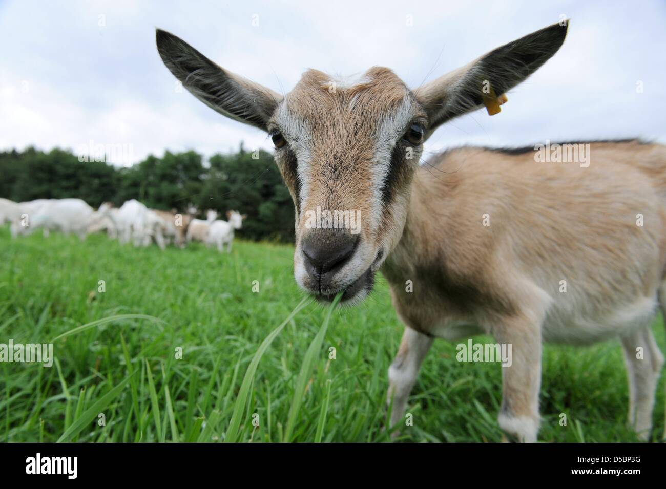 German improved white goat hi-res stock photography and images - Alamy