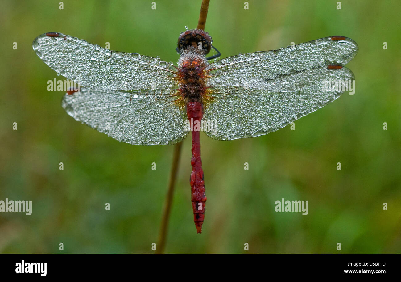 A dragonfly is covered in early morning dew in Sieversdorf, Germany, 11 ...