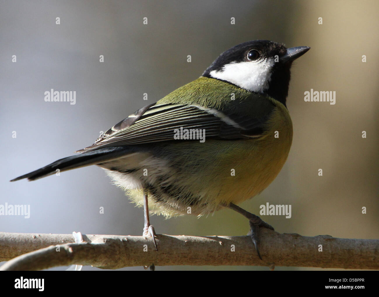 Female European Great Tit (Parus major) posing on a branch, alert pose ...