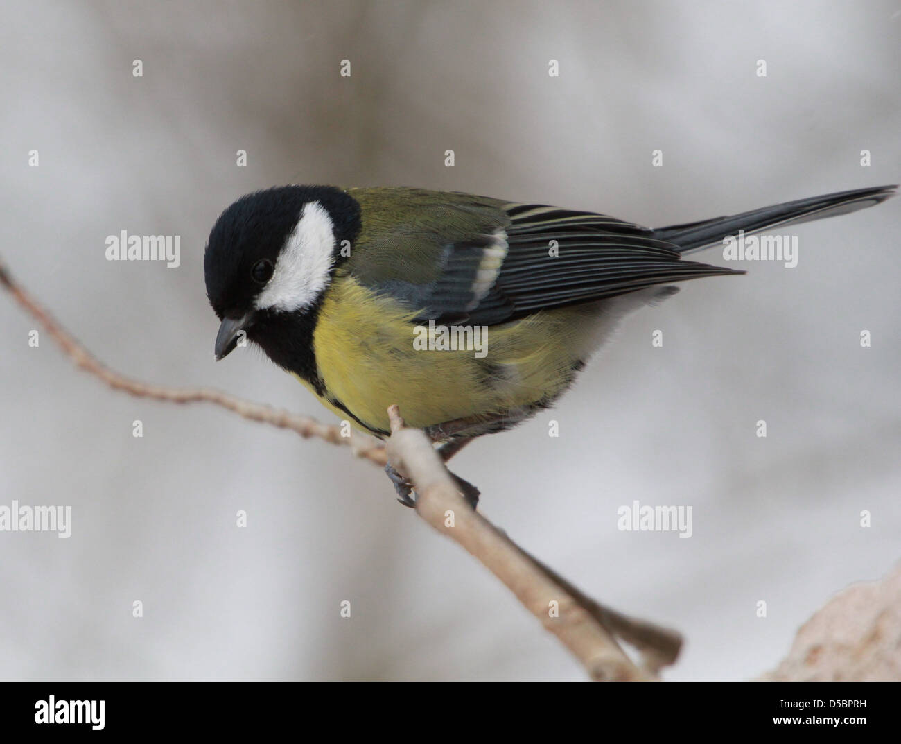 Female European Great Tit (Parus major) posing on a branch Stock Photo ...