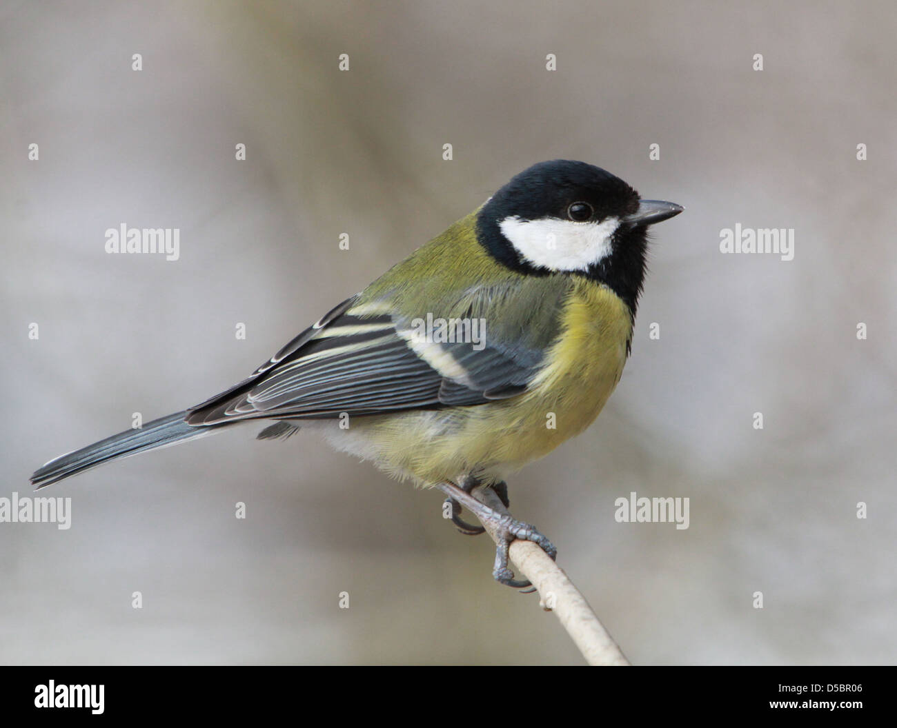 Female European Great Tit (Parus major) posing on a branch, seen in ...