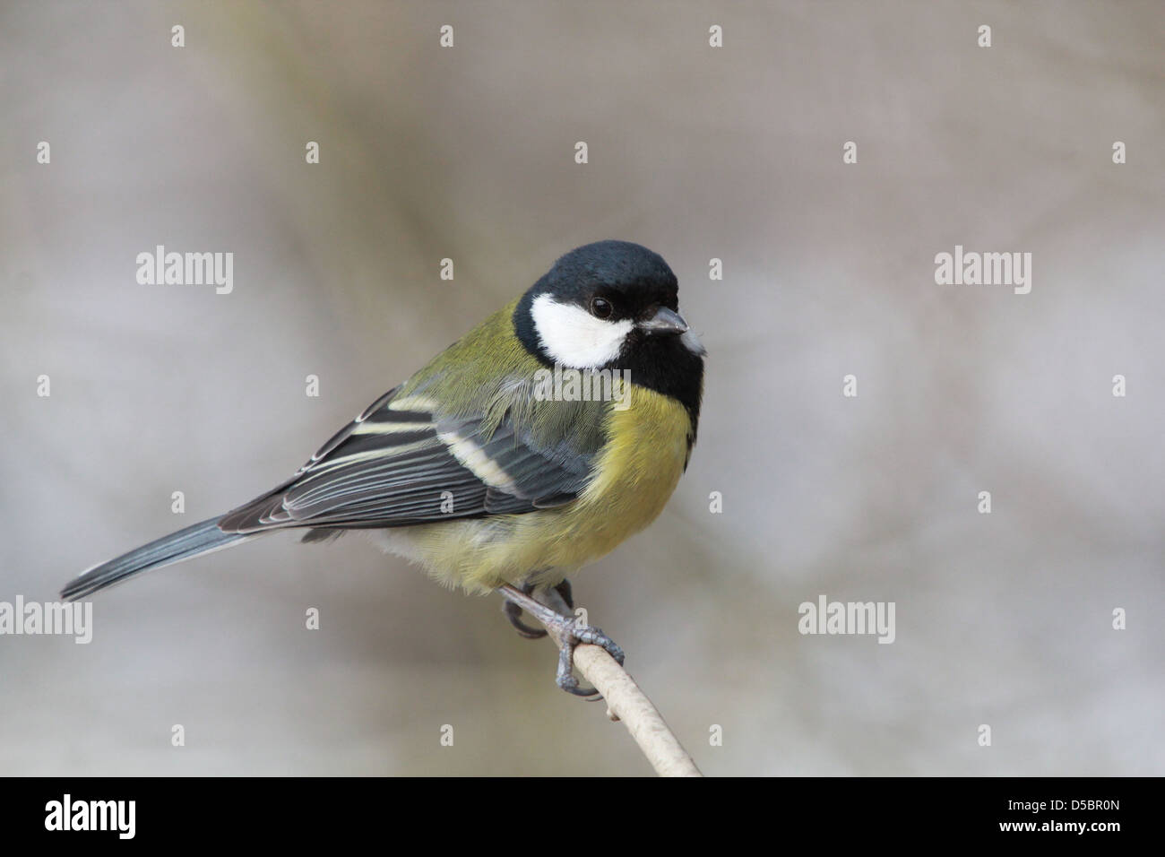 Male European Great Tit (Parus major) posing on a branch Stock Photo ...