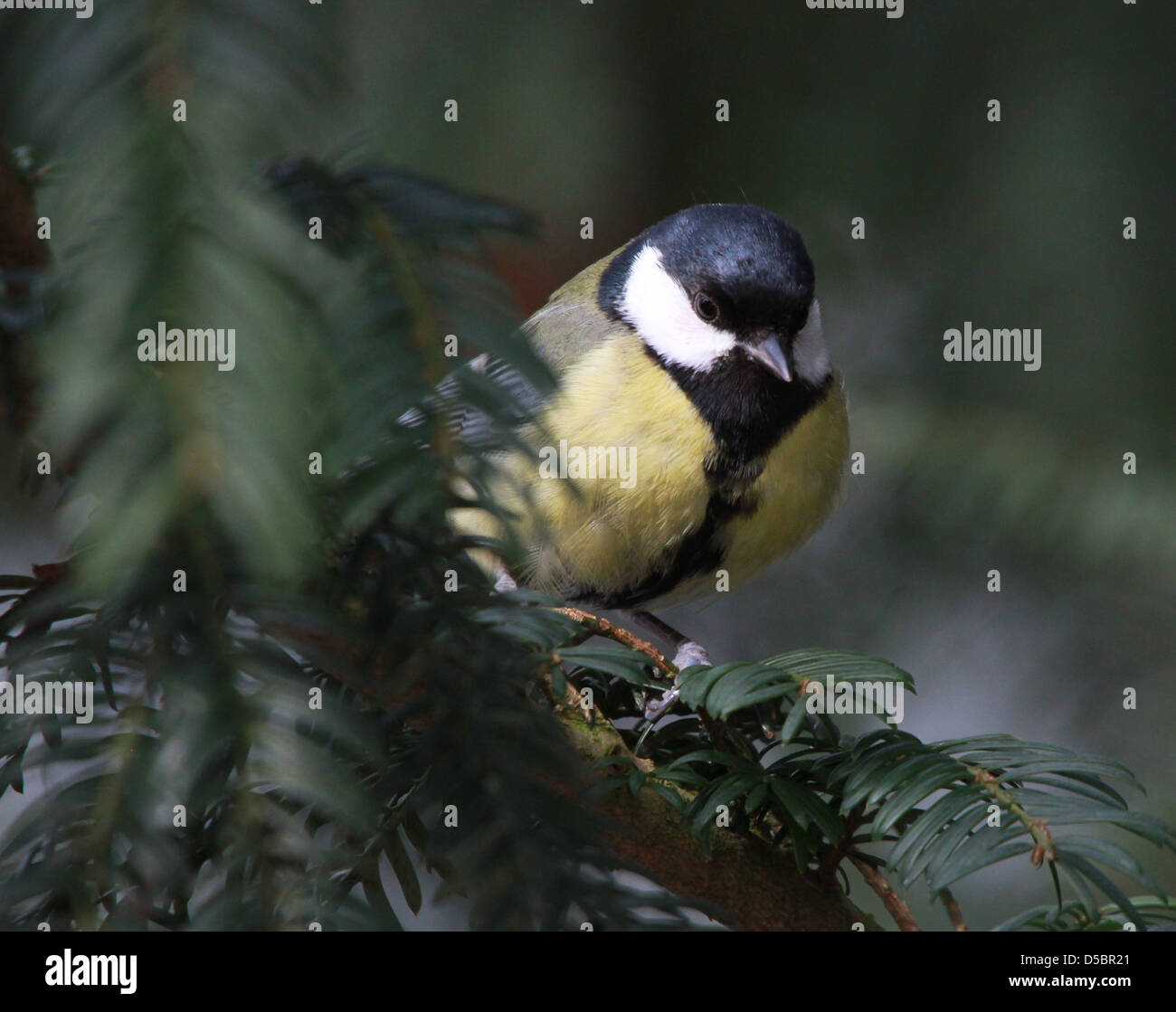 Male European Great Tit (Parus major) in a spruce tree Stock Photo - Alamy