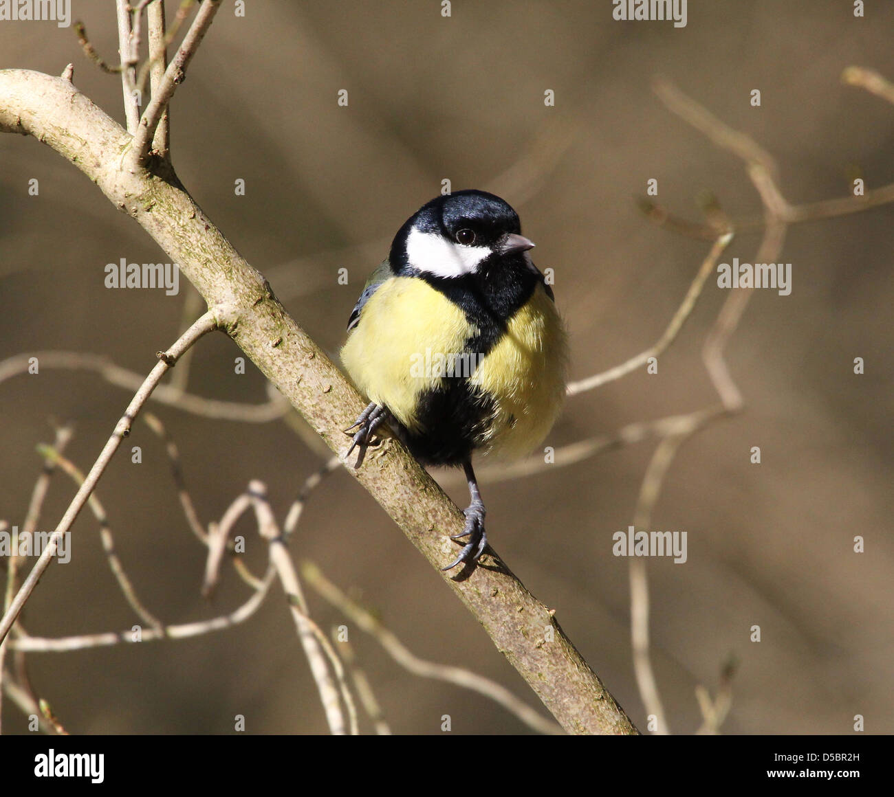 Male European Great Tit (Parus major) posing between a jumble of twigs ...