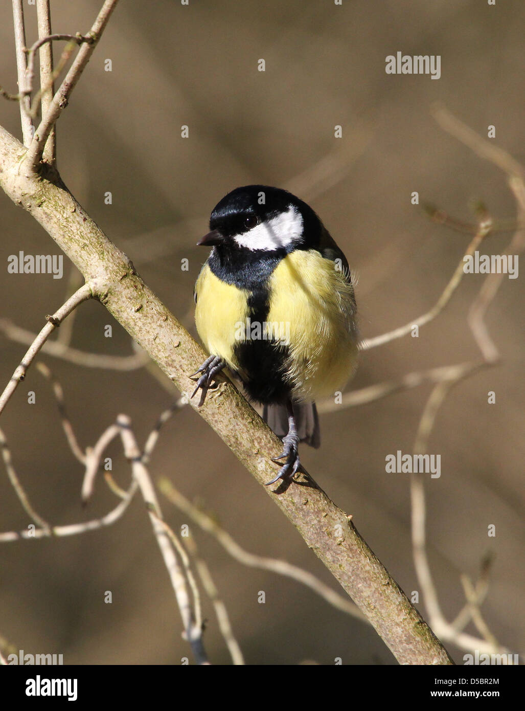 Male European Great Tit (Parus major) posing between a jumble of twigs ...
