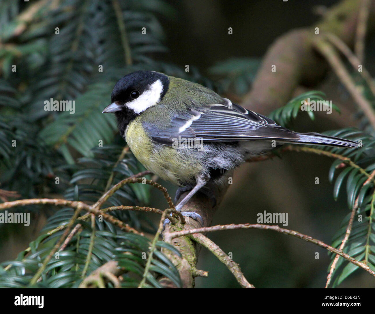 European Great Tit (Parus major) posing on a branch Stock Photo - Alamy