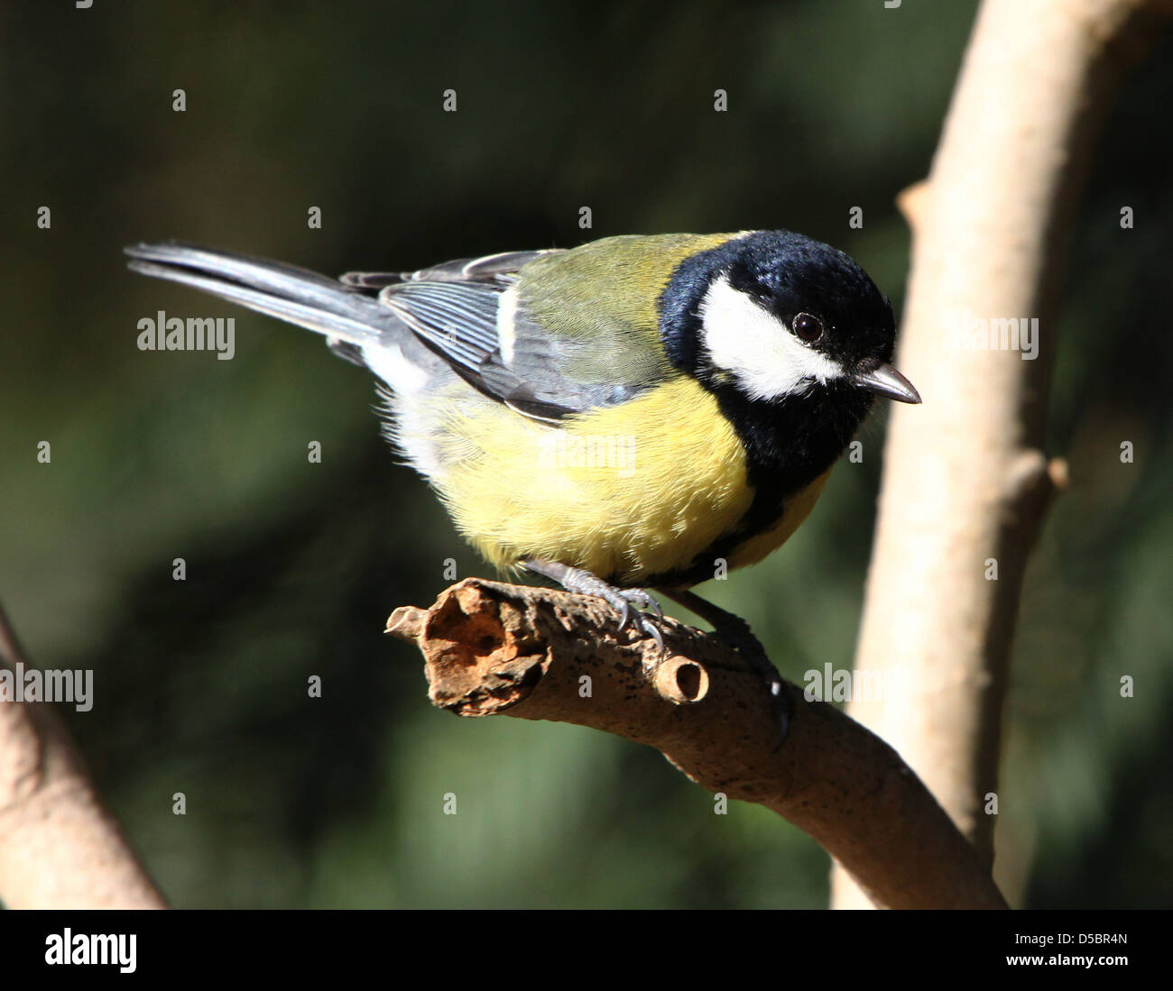 Intrepid male European Great Tit (Parus major) posing on a branch ...