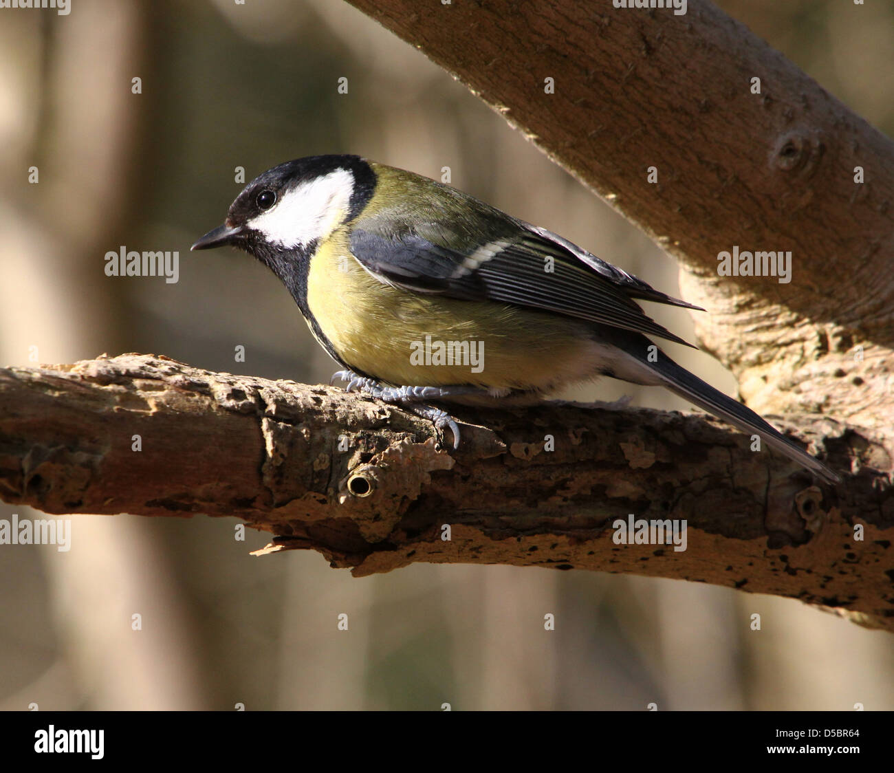 European Great Tit (Parus major) posing on a branch Stock Photo - Alamy