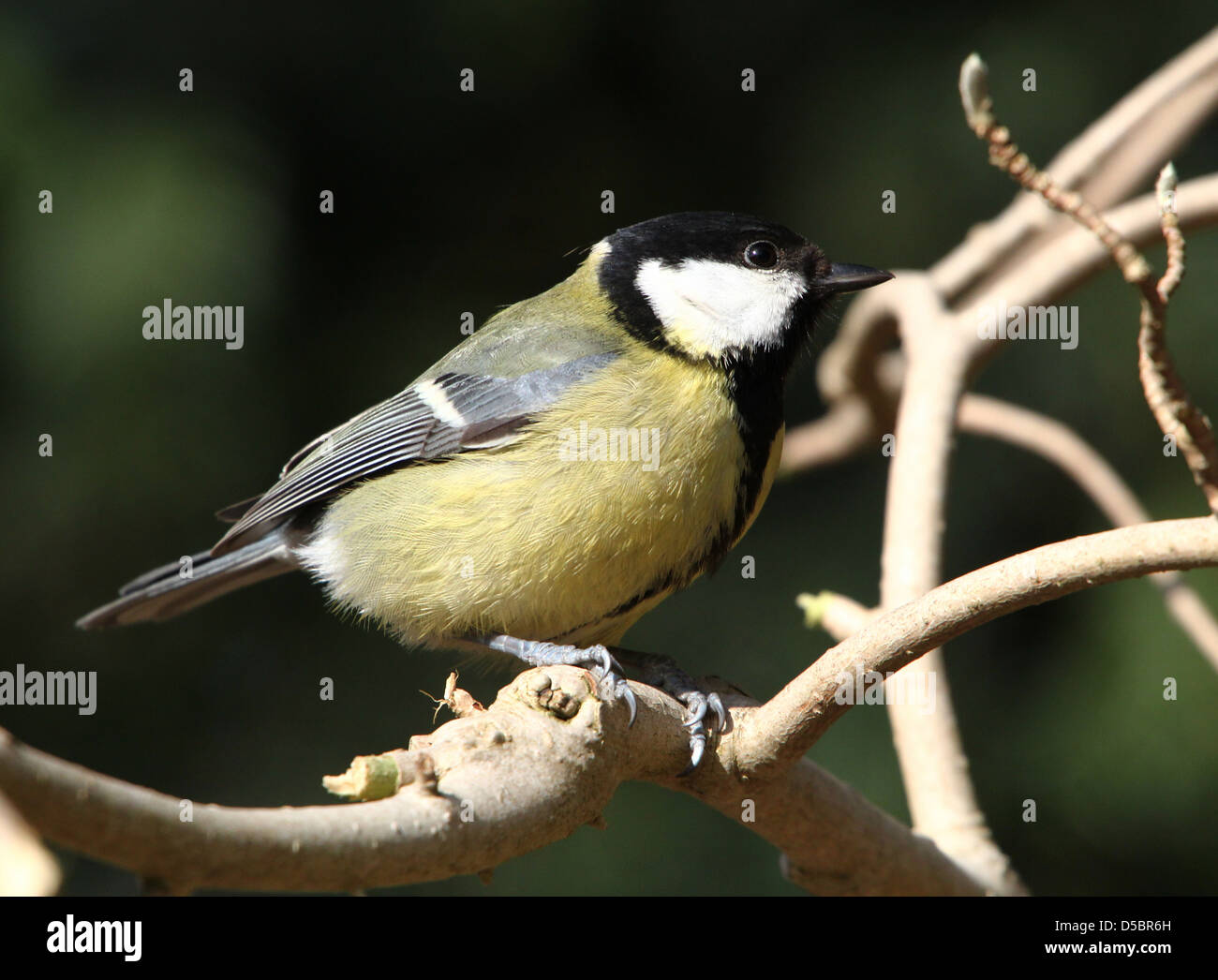 European Great Tit (Parus major) posing on a branch Stock Photo - Alamy
