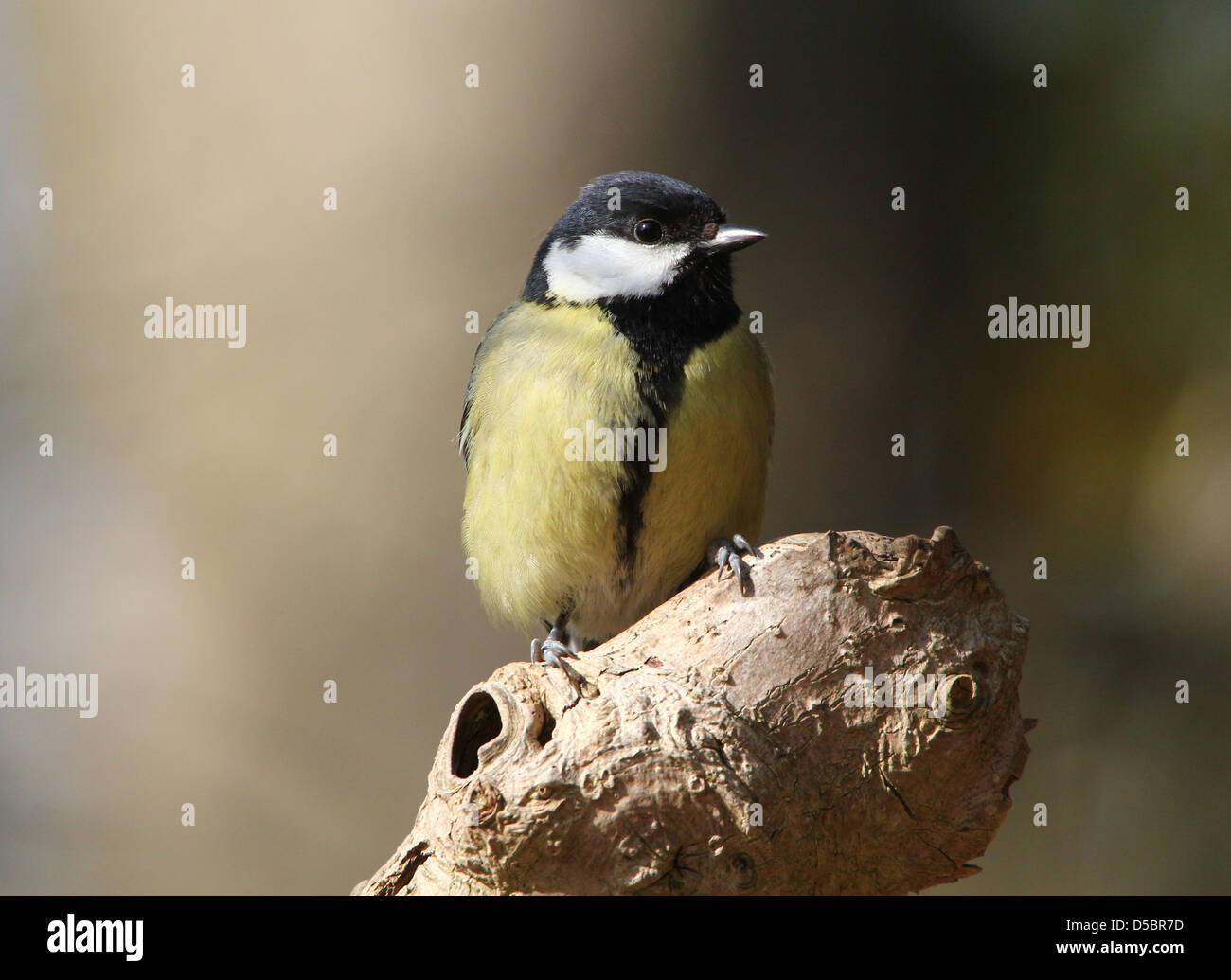Female European Great Tit (Parus major) posing on a branch, facing the ...