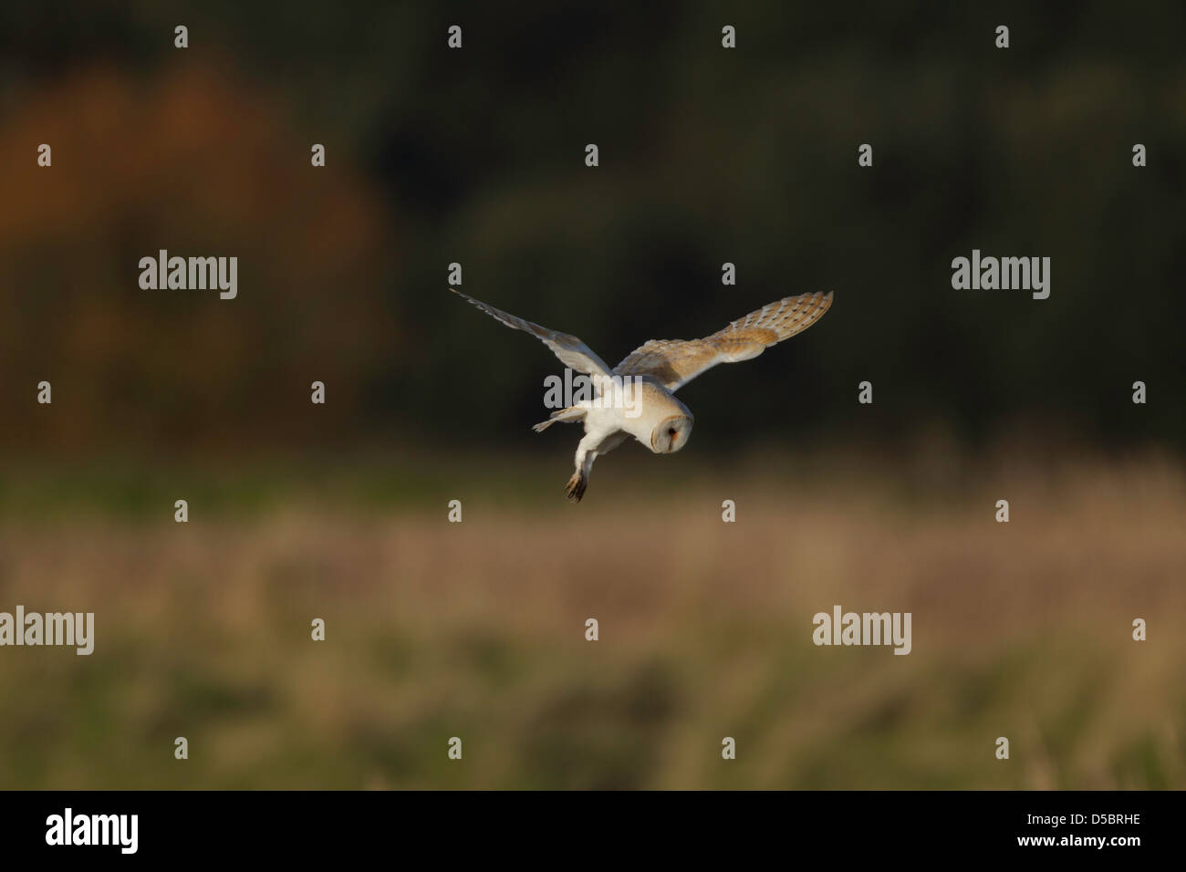 Tyto alba, Barn owl in flight Stock Photo - Alamy