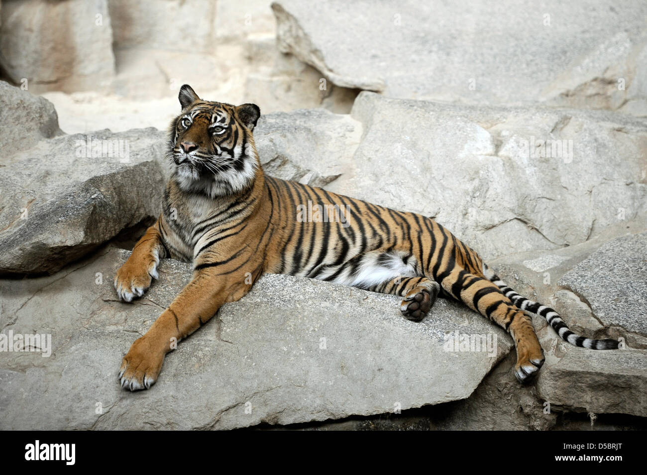 Sunda tiger hi-res stock photography and images - Alamy