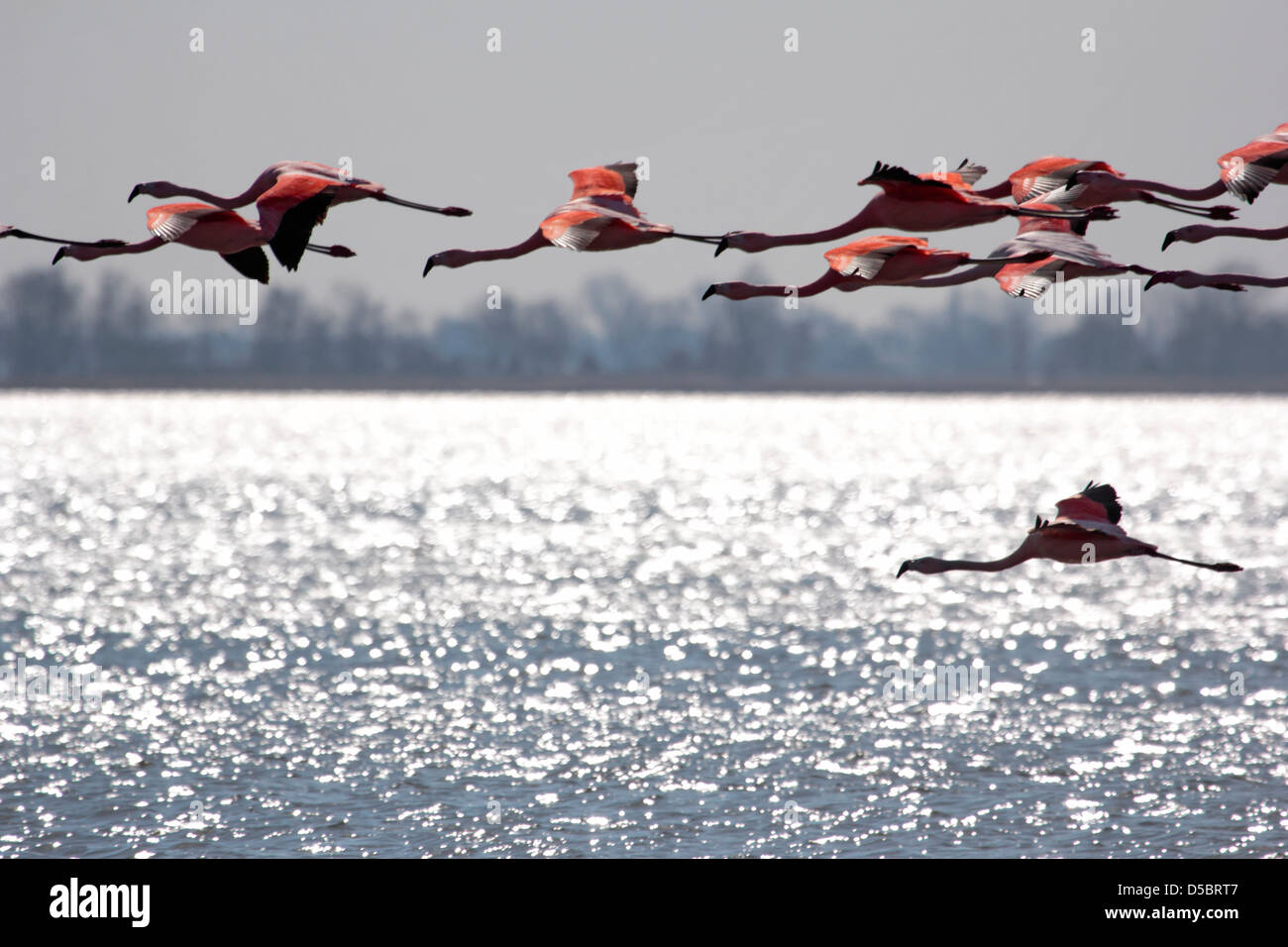 Fauna of the the netherlands hi-res stock photography and images - Alamy