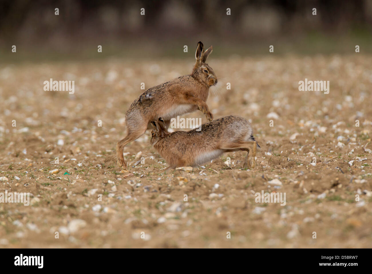 Boxing hares hi-res stock photography and images - Alamy