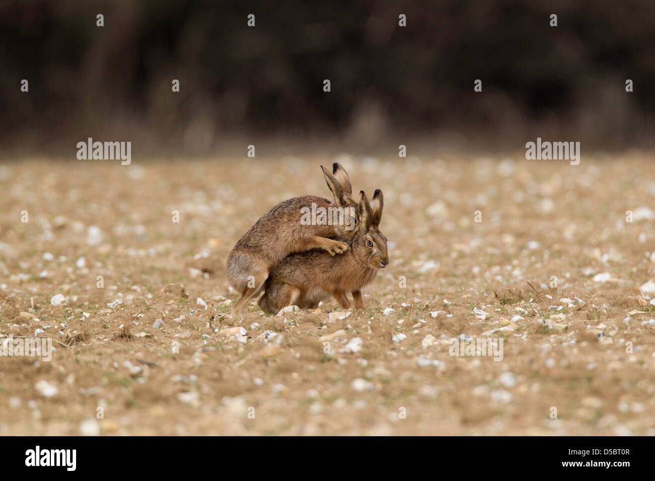 Mating hares hi-res stock photography and images - Alamy