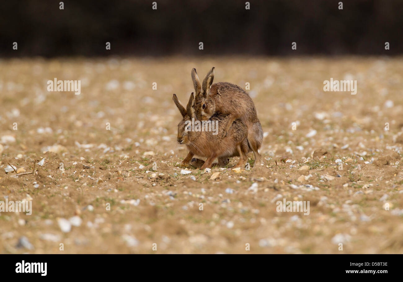 March hares uk hi-res stock photography and images - Alamy