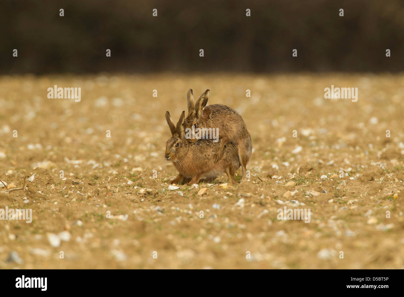 Mating hares hi-res stock photography and images - Alamy