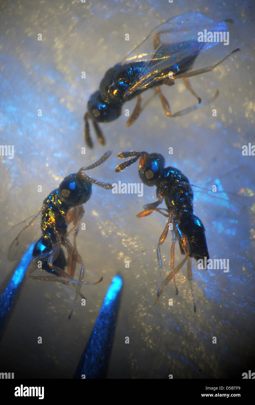 Nasonia wasps of two millimetres size pictured under a microspcope at ...