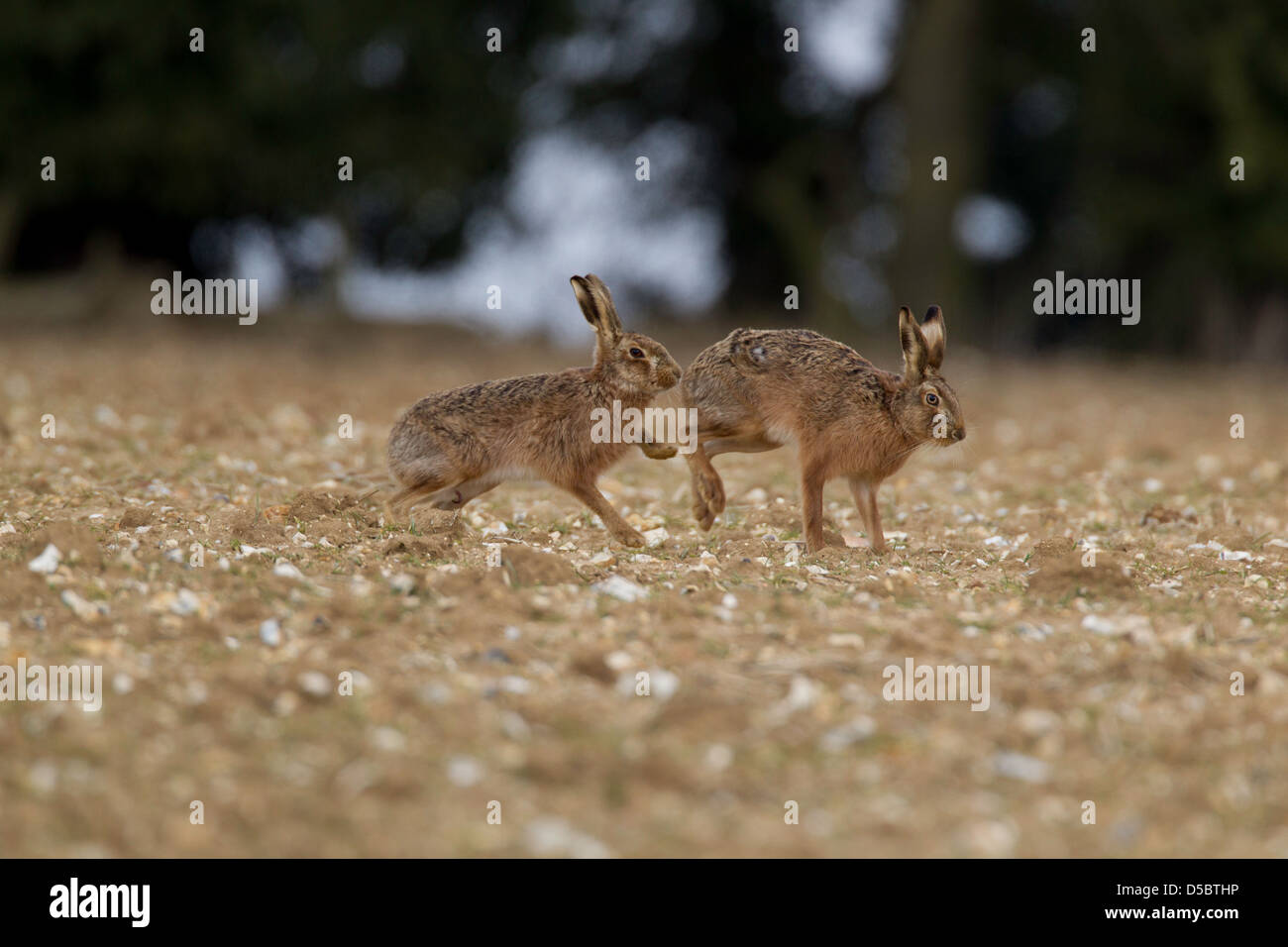 March hare boxing hi-res stock photography and images - Alamy