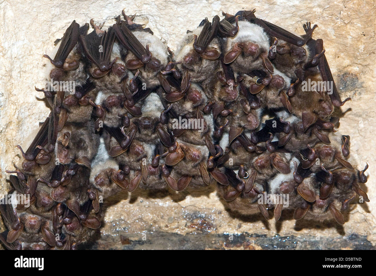 About 40 bats, two of them with rings, hang on the ceiling in the vault ...