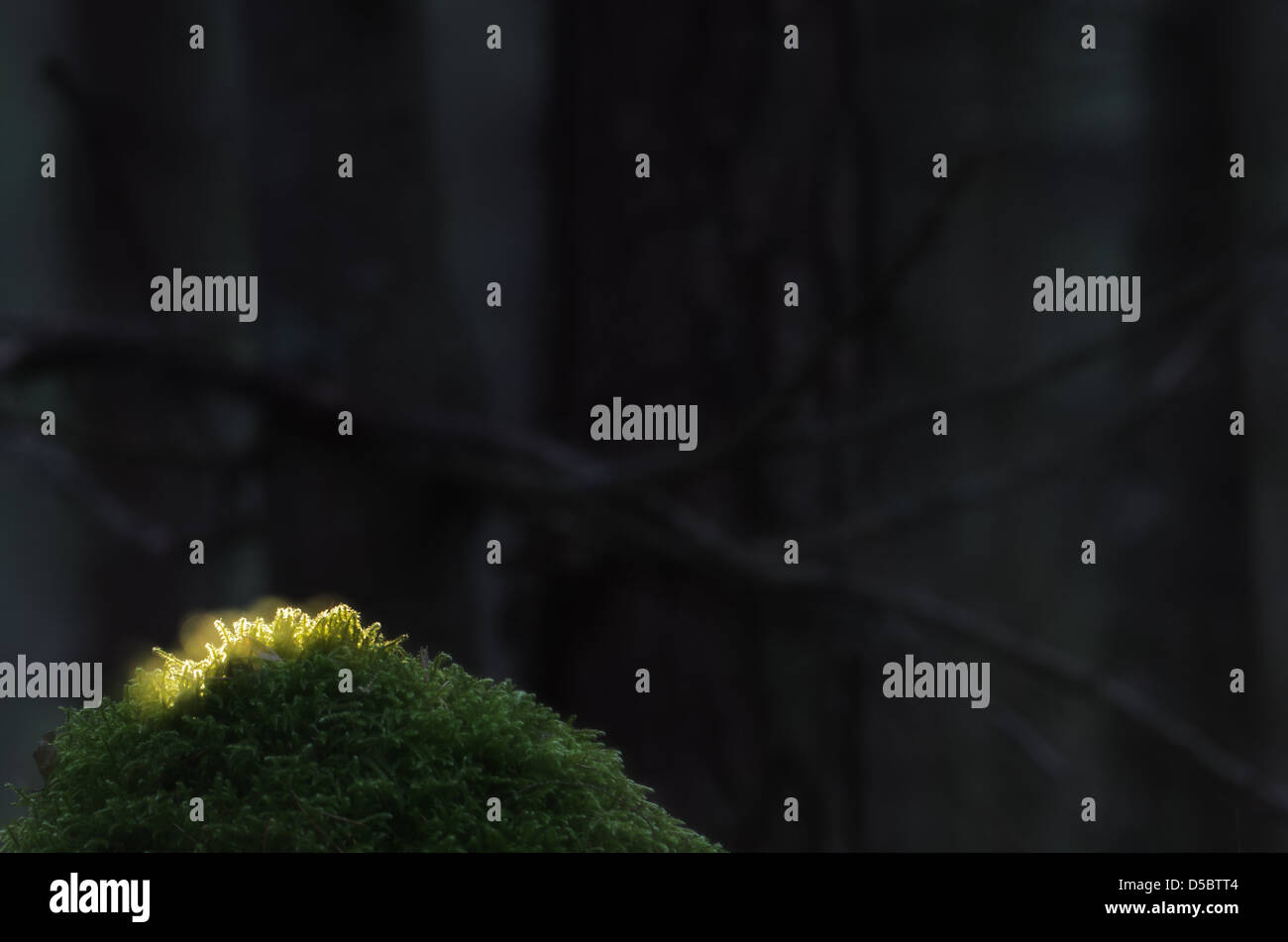 Moss in nature hi-res stock photography and images - Alamy