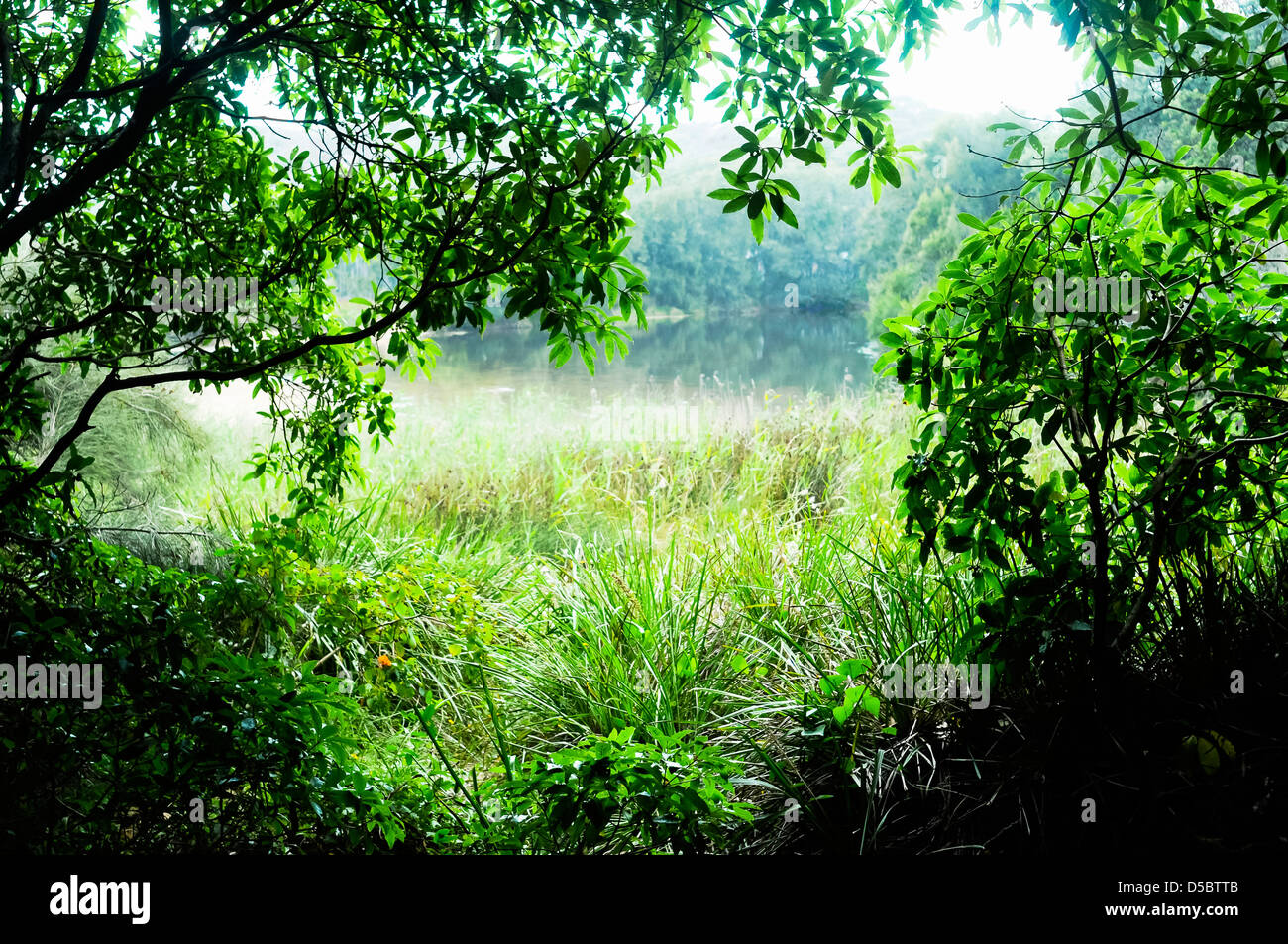 View through trees and reeds of a river inlet Stock Photo - Alamy