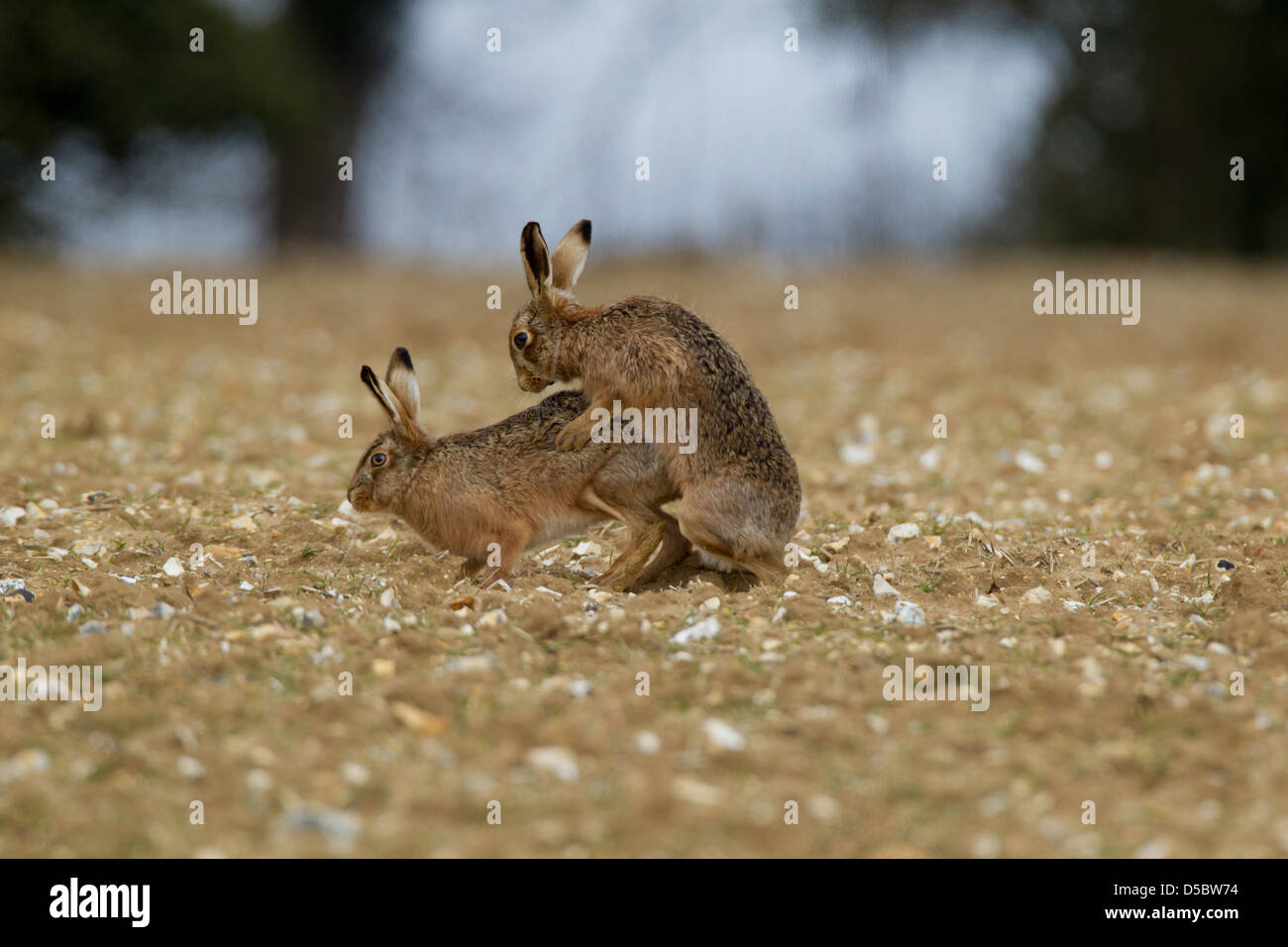 Lepus europaeus. Mating hares in Norfolk field Stock Photo - Alamy