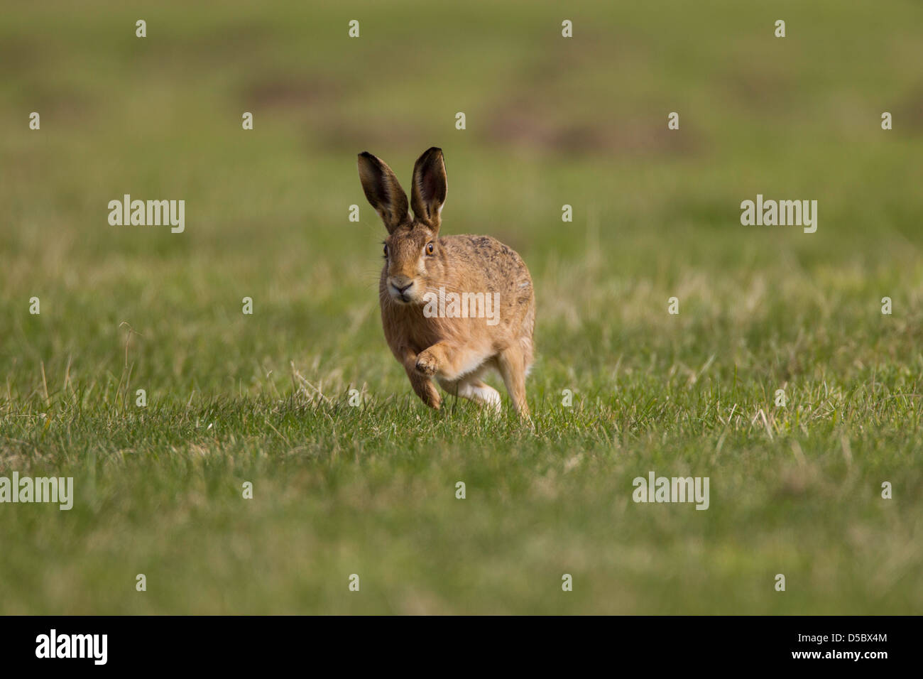 Hare running hi-res stock photography and images - Alamy