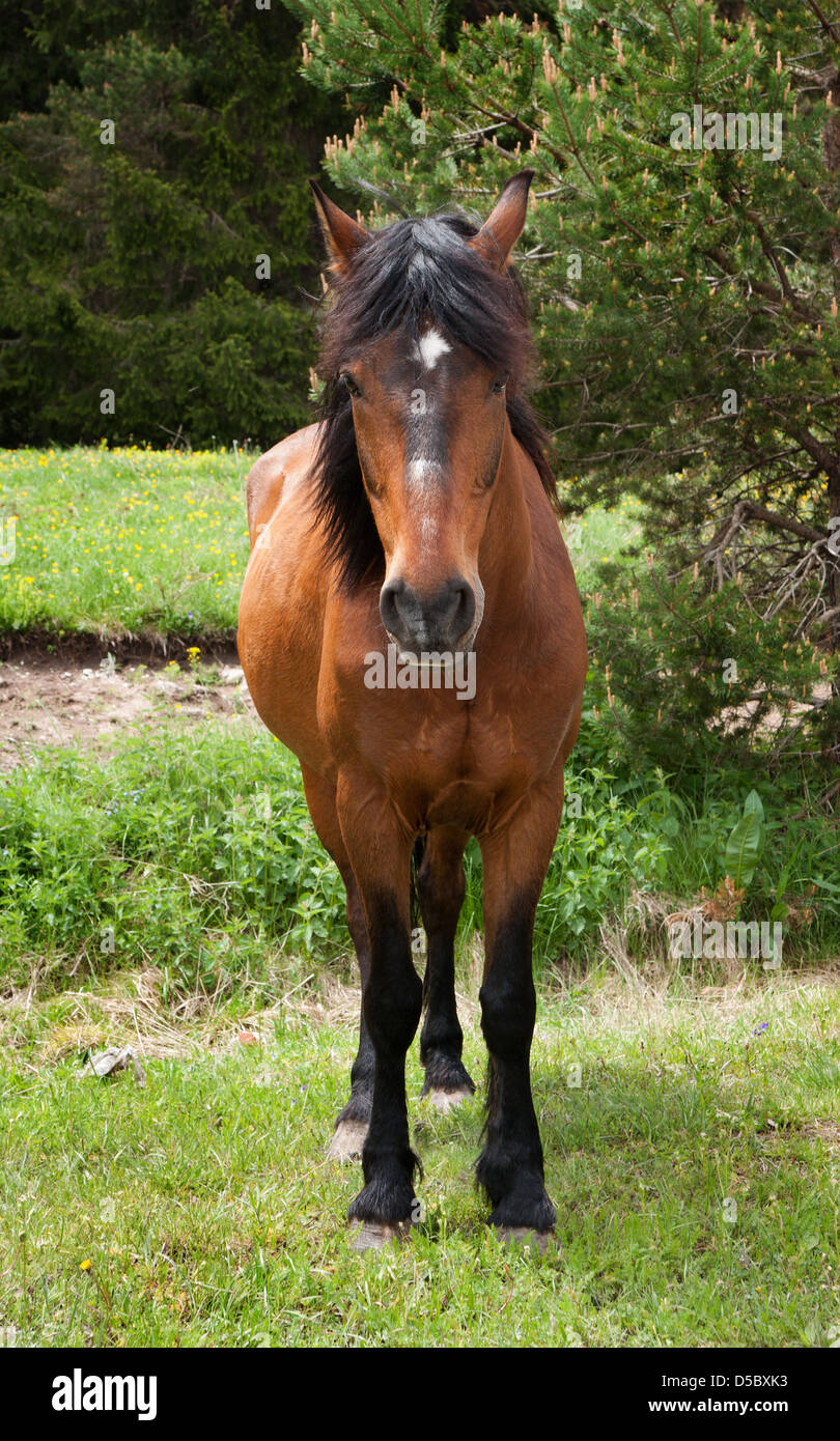 Horse neigh hi-res stock photography and images - Alamy