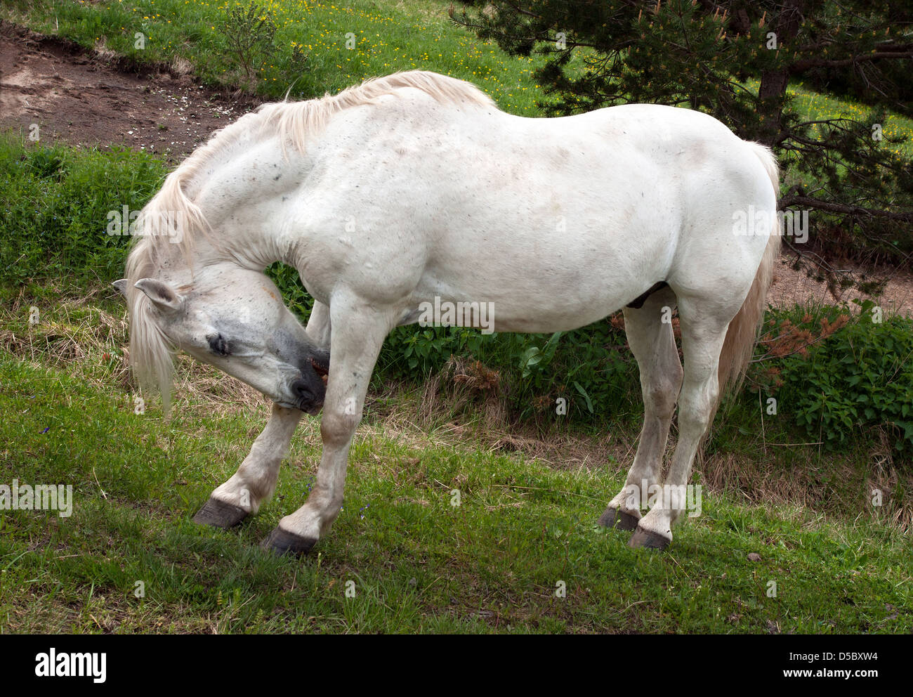 Horse neigh hi-res stock photography and images - Alamy