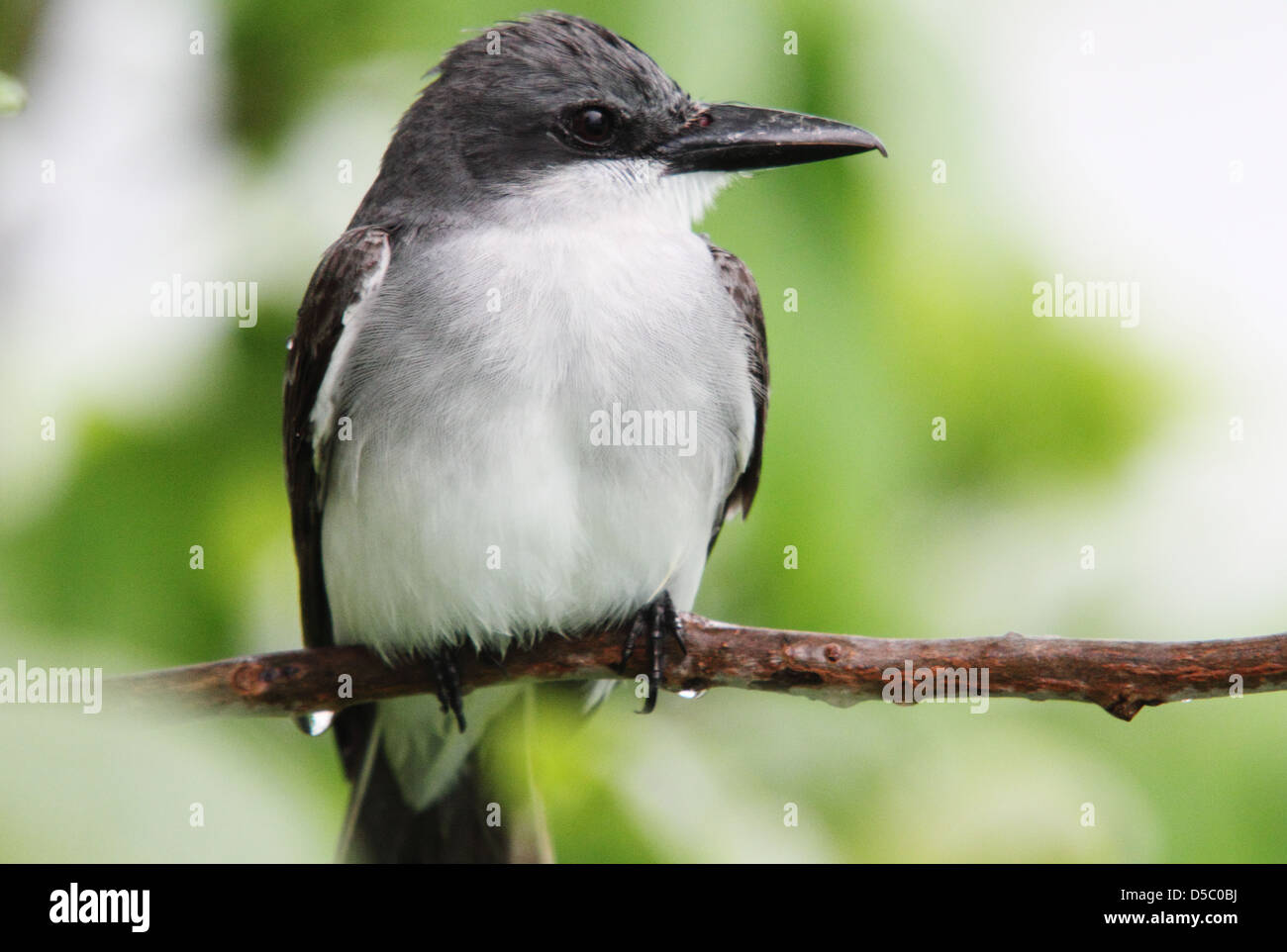 Dominicencis hi-res stock photography and images - Alamy