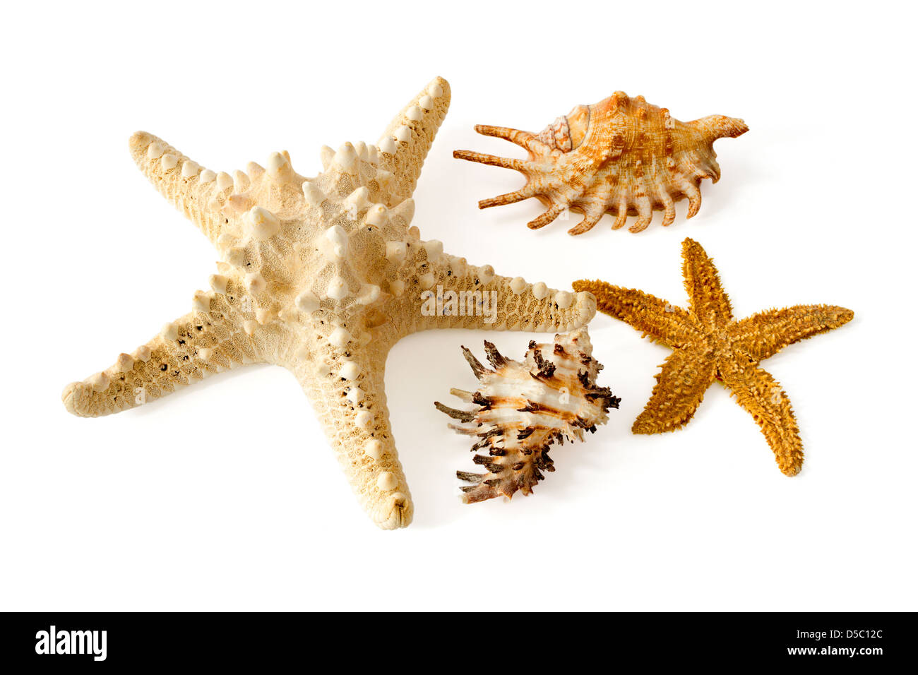 Starfish and shells on a white background Stock Photo - Alamy