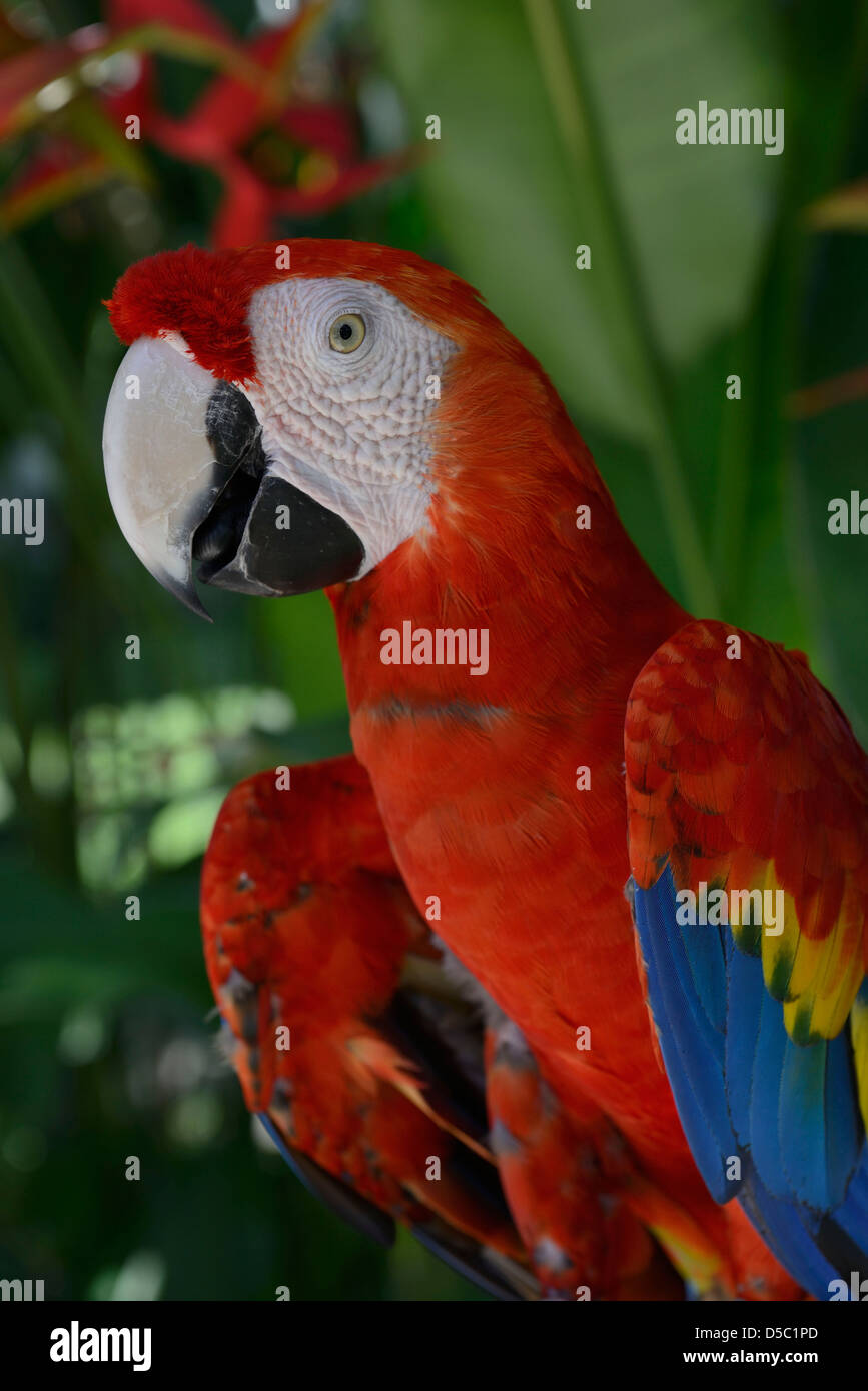 Indonesia, Bali, macaw parrot in the ornithological park Stock Photo ...