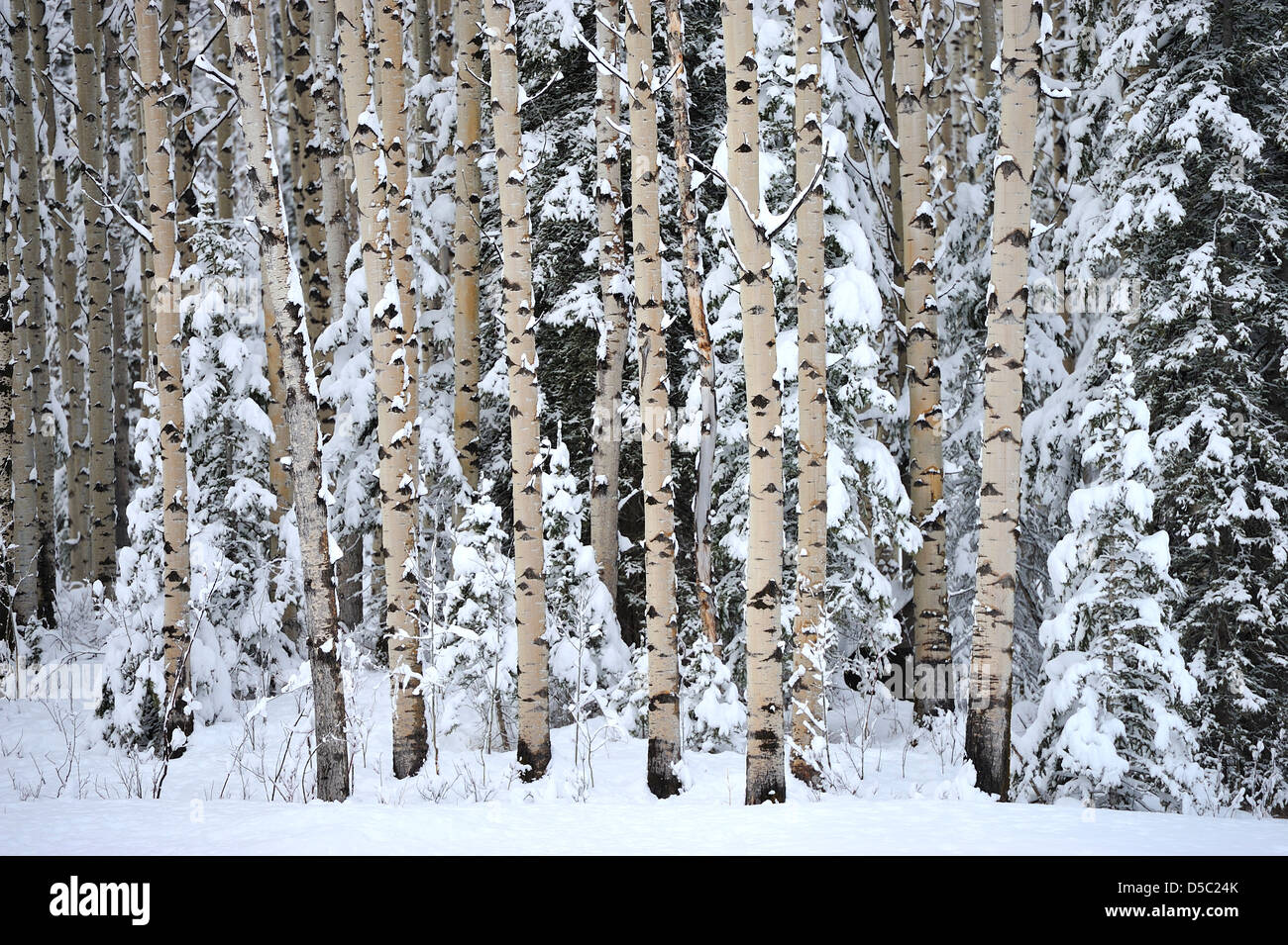 A stand of aspen trees Stock Photo - Alamy