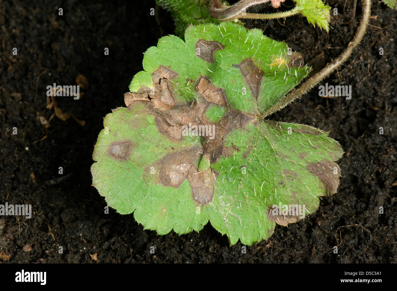 Foliar nematodes hi-res stock photography and images - Alamy
