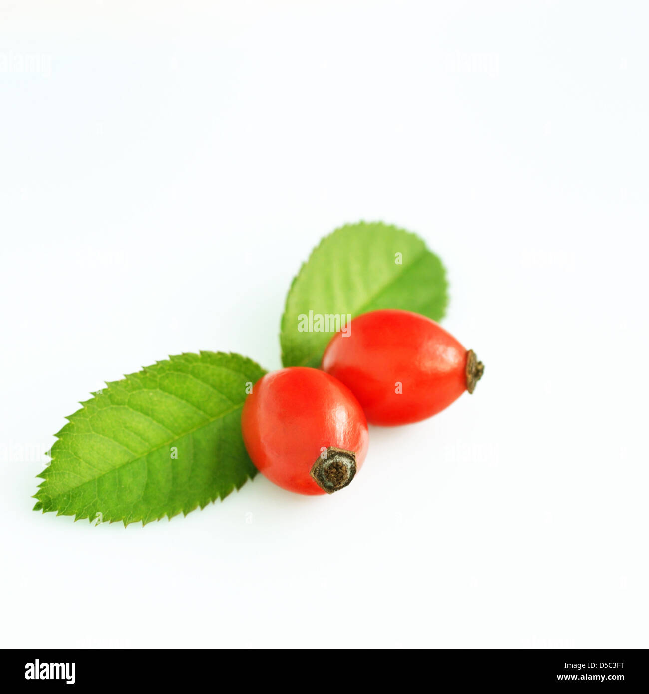 Rose hips isolated Stock Photo - Alamy