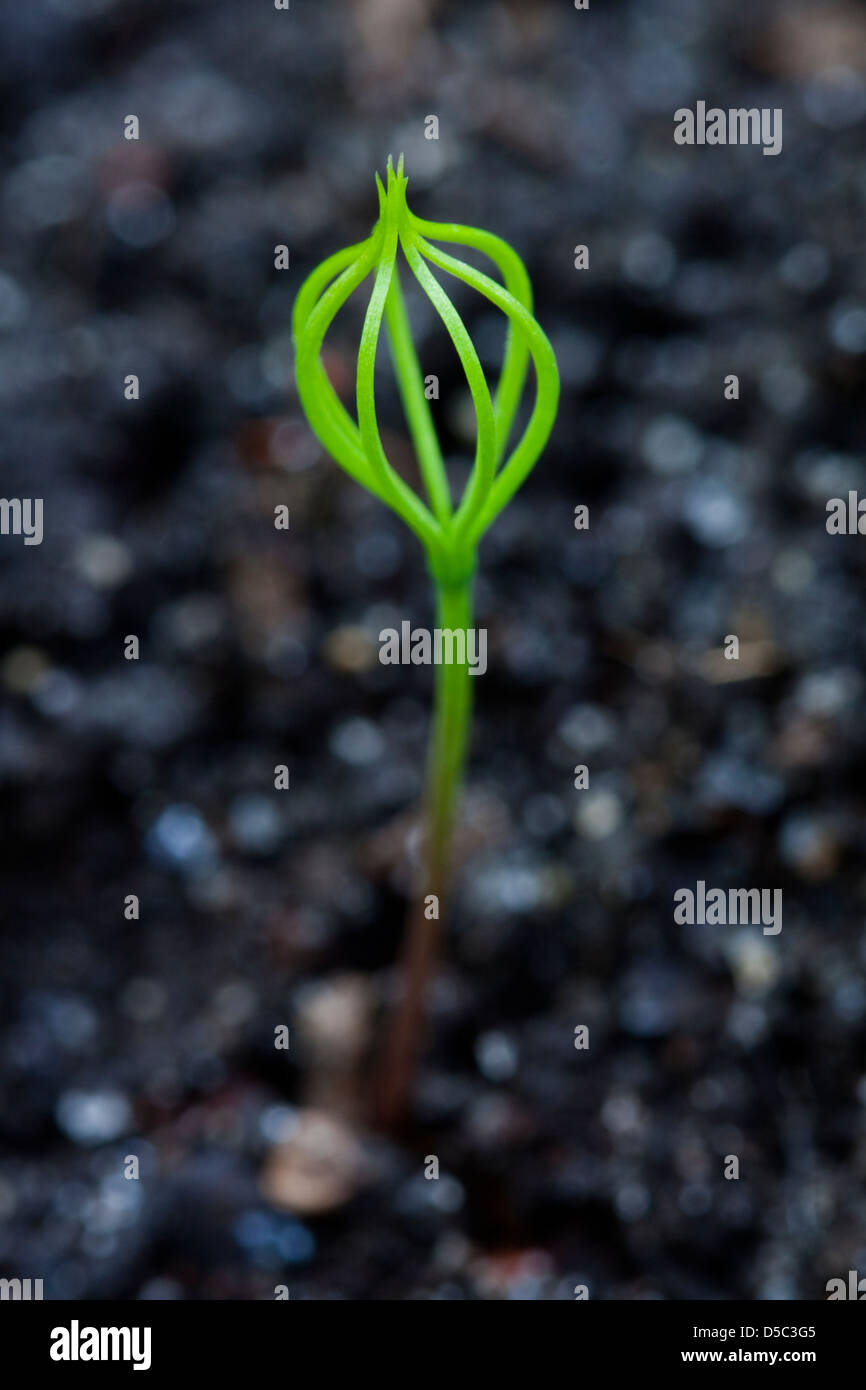 Pine sprout hi-res stock photography and images - Alamy