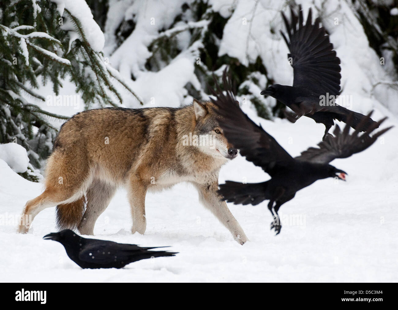 Two wolves fight hierarchy in hi-res stock photography and images - Alamy
